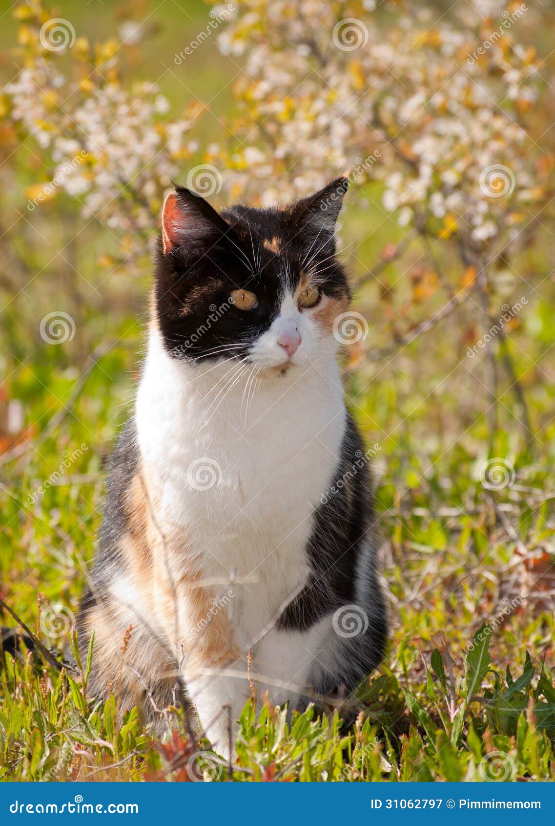 Chat de calicot en soleil image stock. Image du nature - 31062797