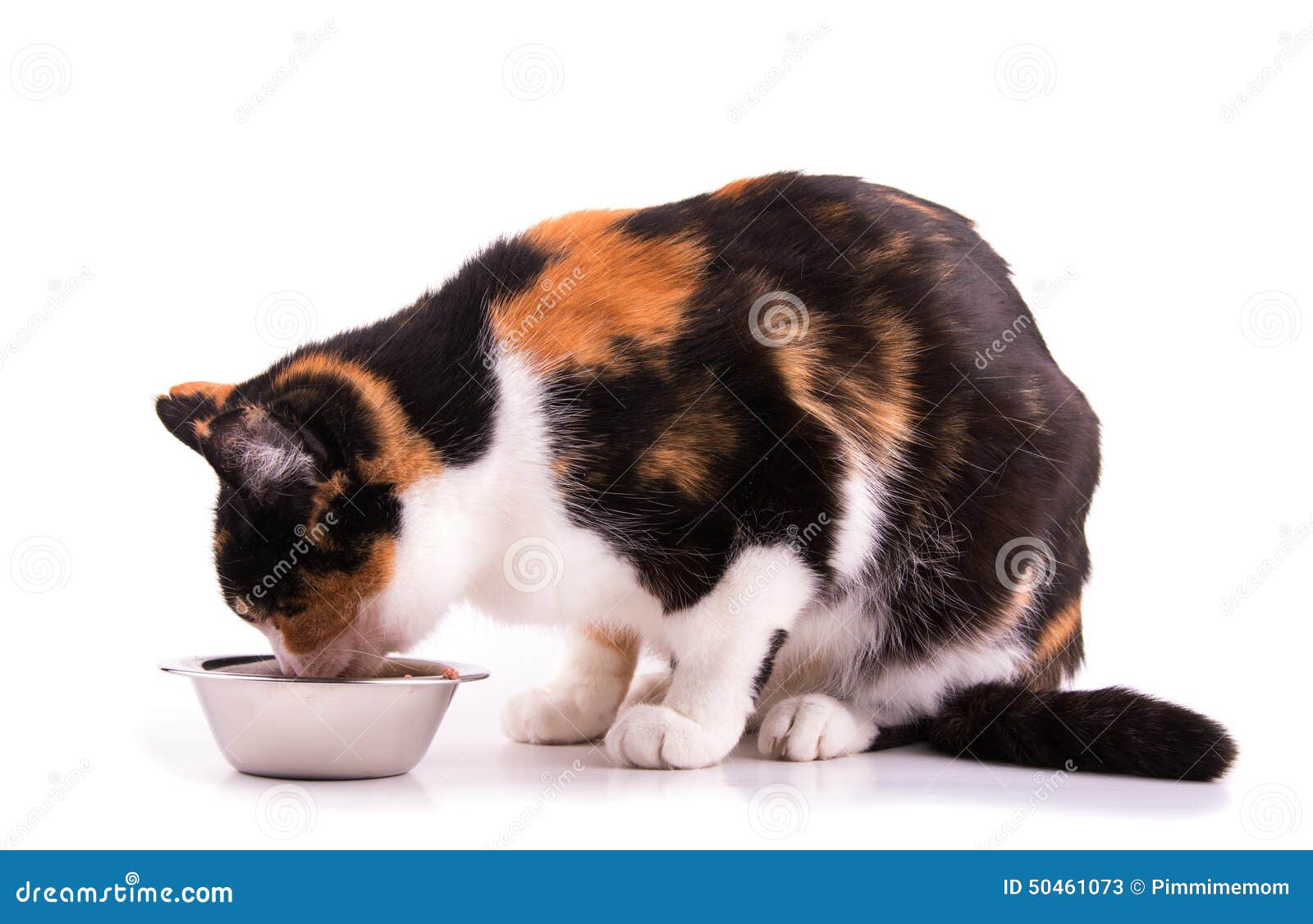 Chat De Calicot Tricolore Mangeant Hors D'une Cuvette Image stock ...