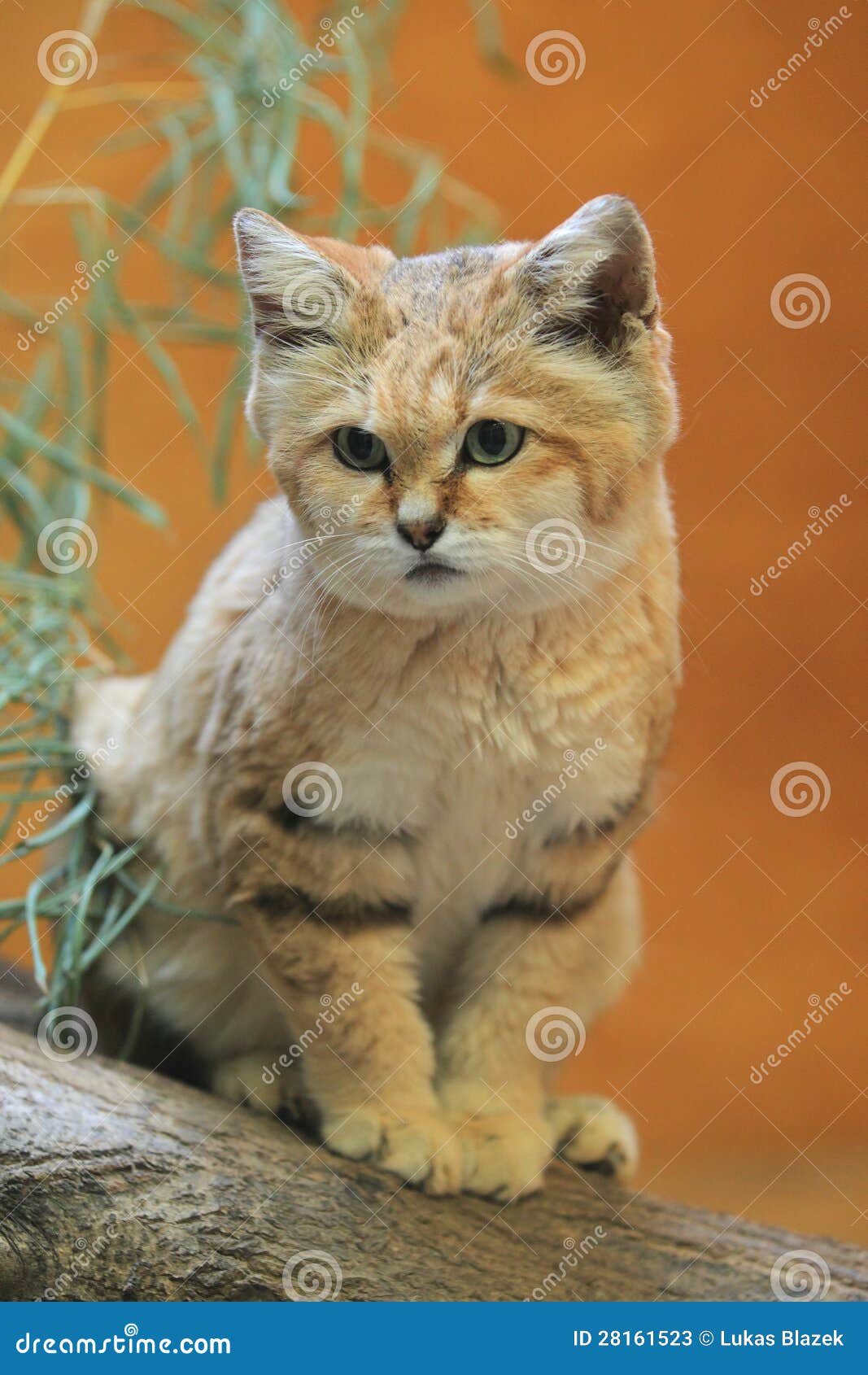Chat de dune de sable image stock. Image du chat, mammifère - 28161523