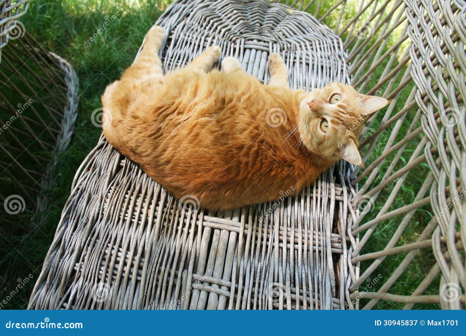 Chat de Garfield image stock. Image du curieux, jardin - 30945837