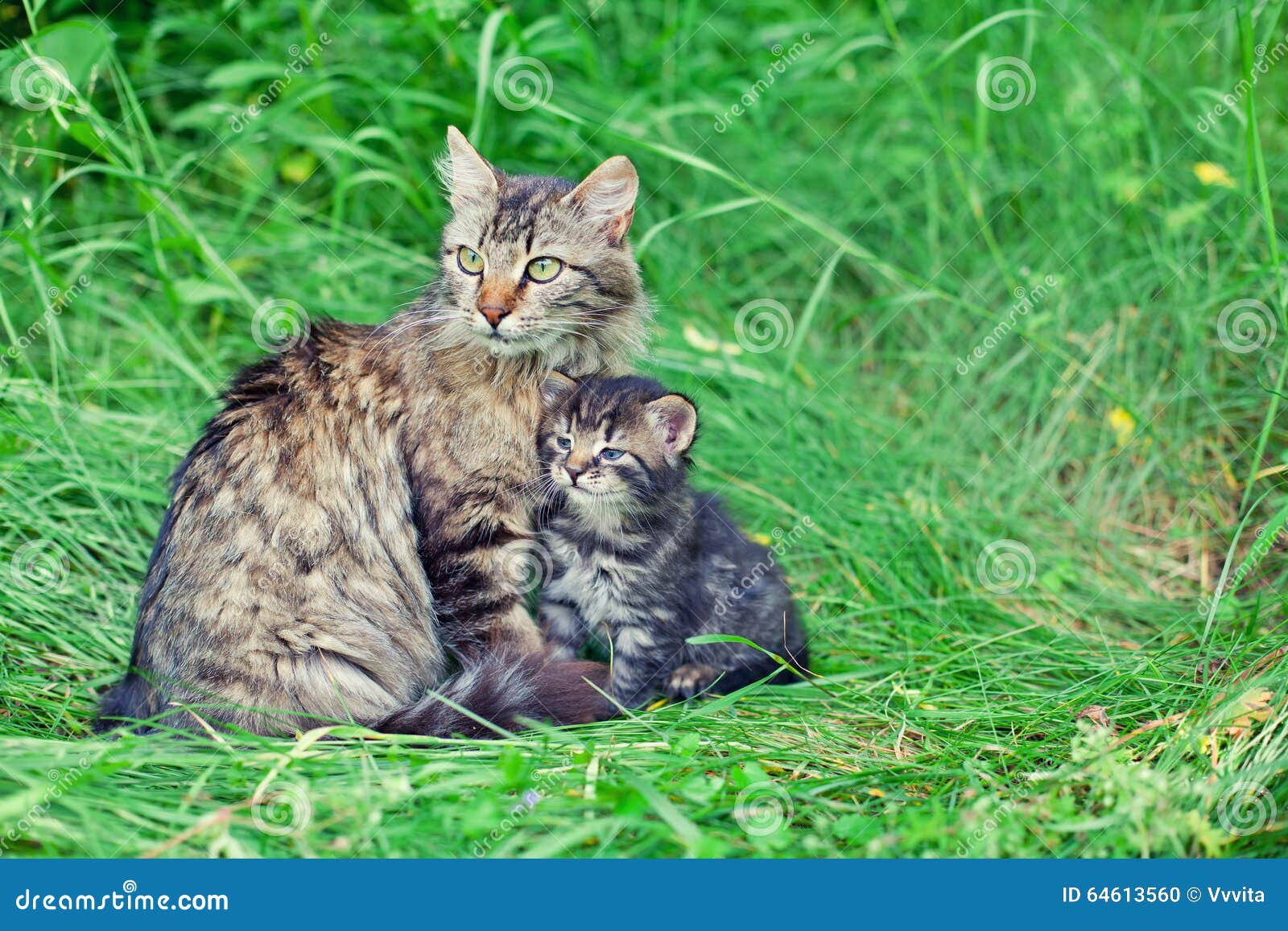 Chat De Maman Avec Le Petit Chaton Photo stock - Image du famille ...