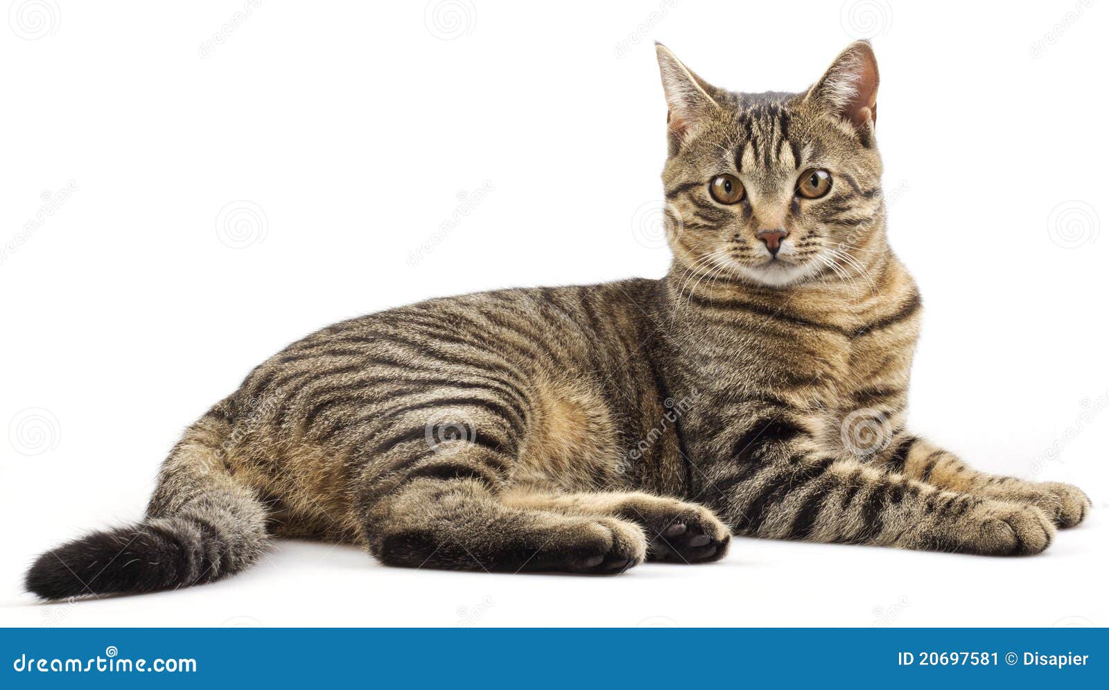Chat de race rayé image stock. Image du beau, purebred - 20697581