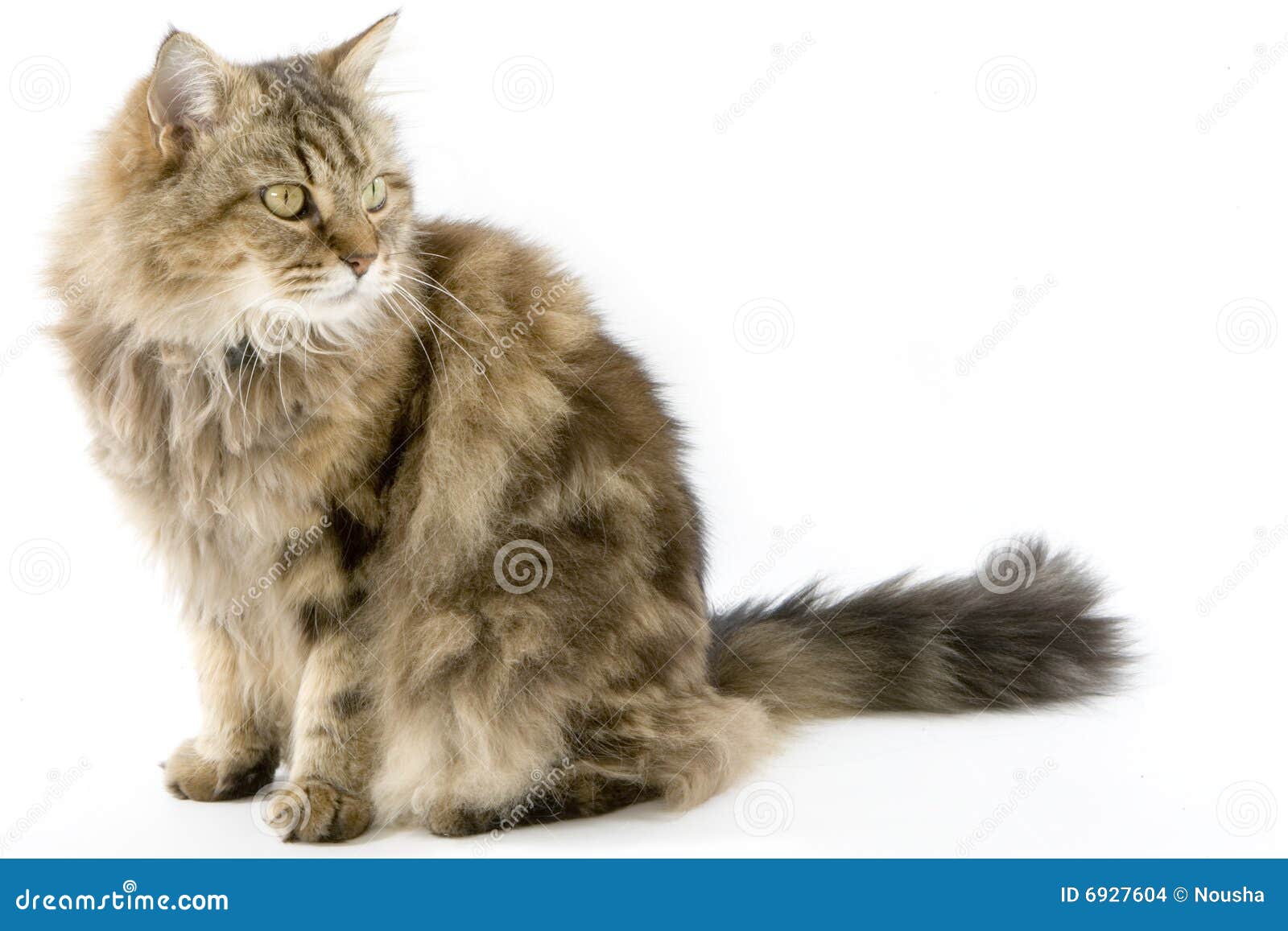 Chat De Ragamuffin Dans Le Studio. Photo stock - Image du fourrure ...