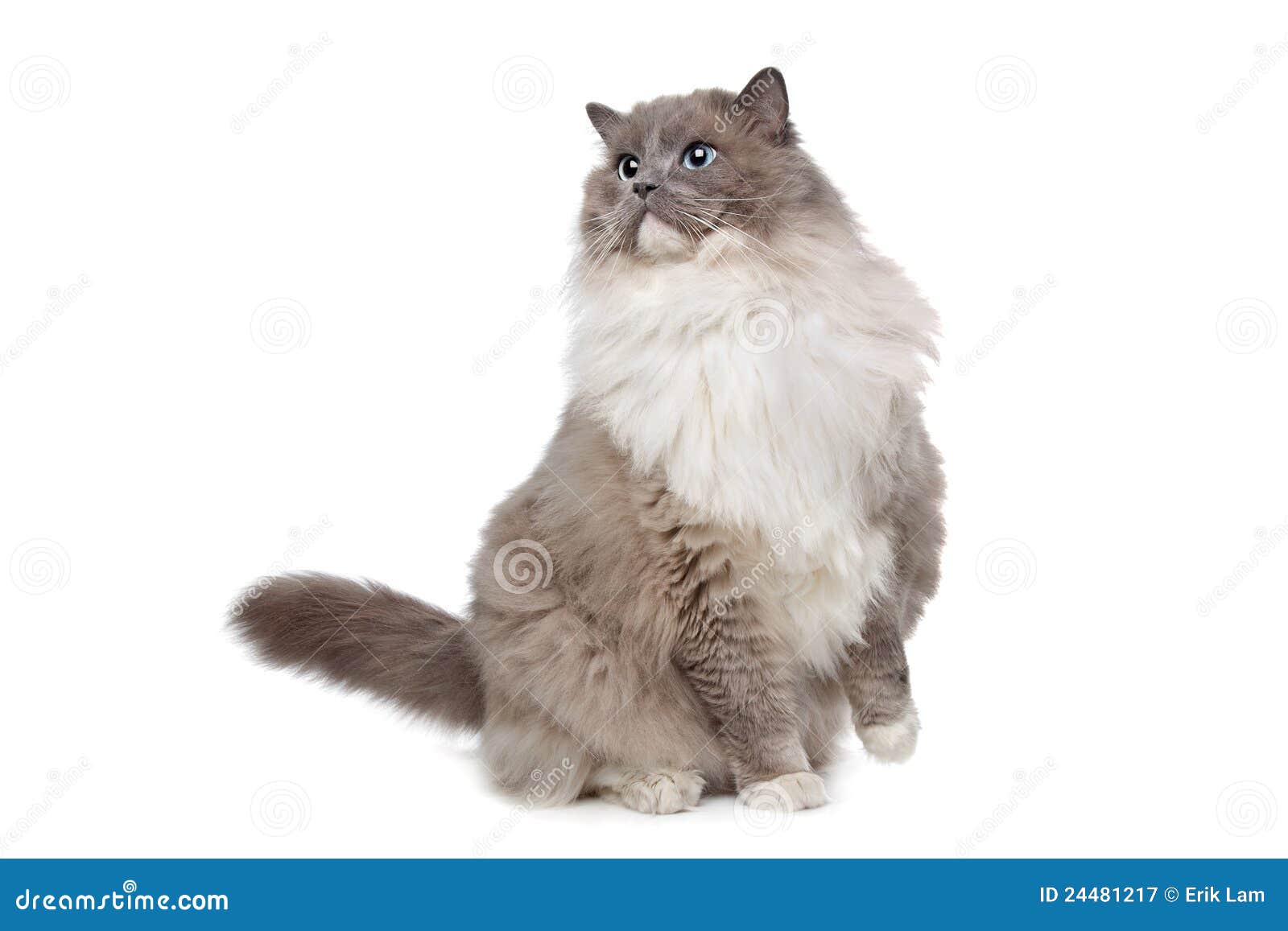 Chat de Ragdoll image stock. Image du studio, pelucheux - 24481217