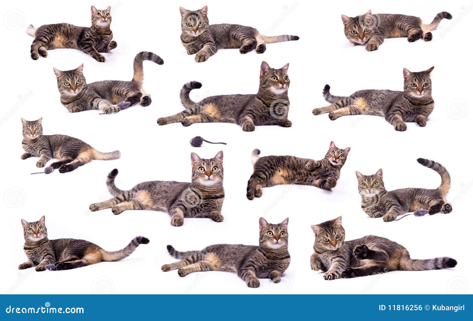 Chat de relaxation photo stock. Image of attaque, mammifère - 11816256