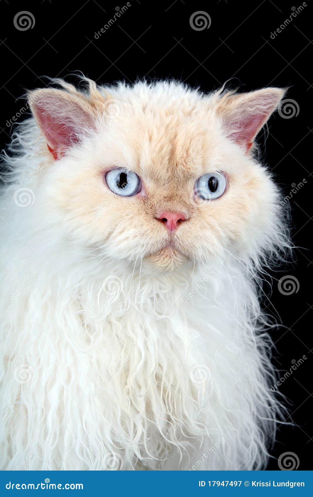 Chat de Selkirk Rex image stock. Image du ondulé, patte - 17947497