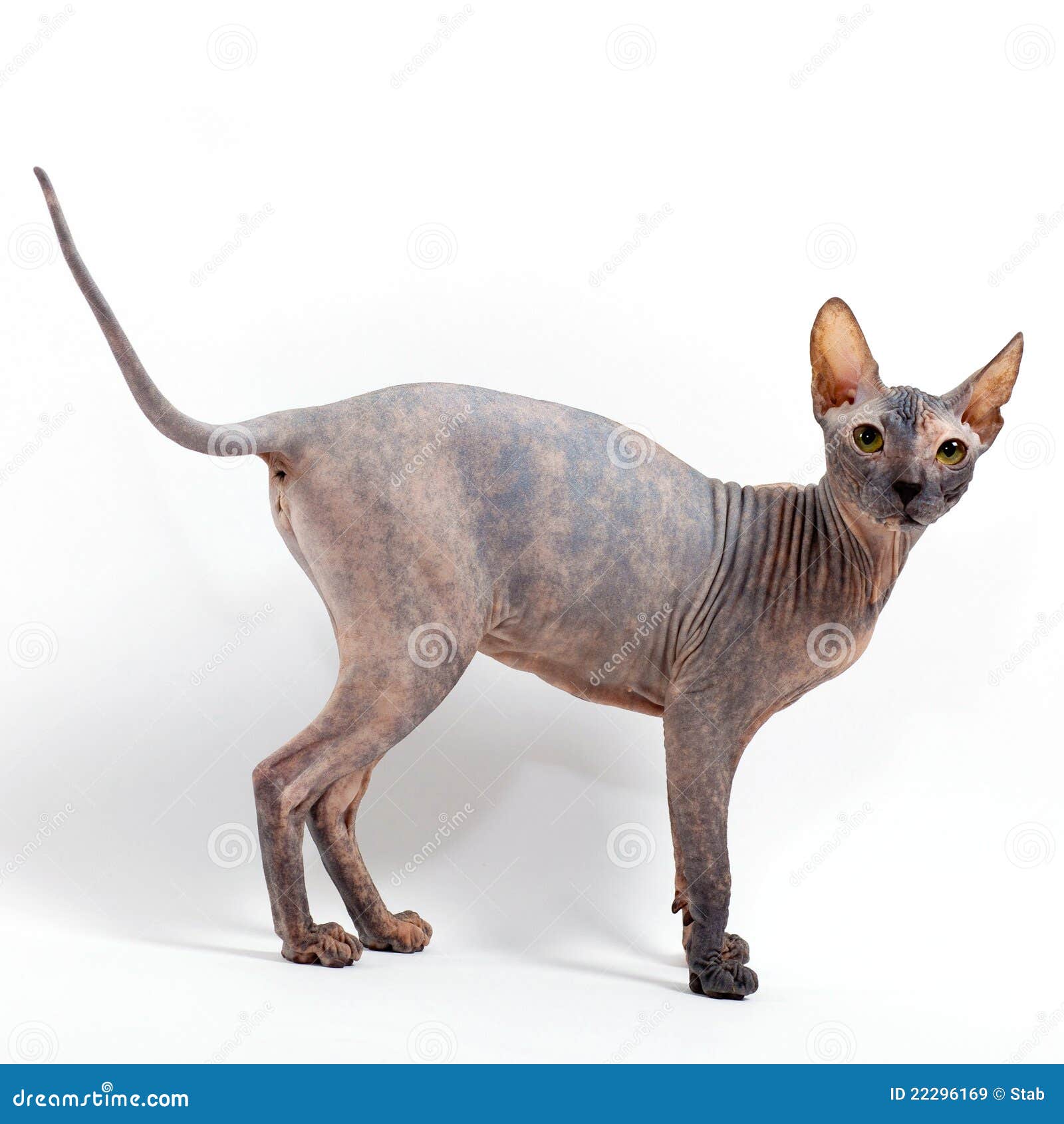 Chat de sphinx image stock. Image du isolement, chat - 22296169