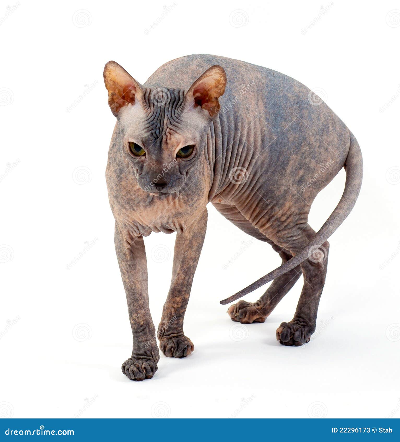 Chat de sphinx image stock. Image du aimable, félin, studio - 22296173