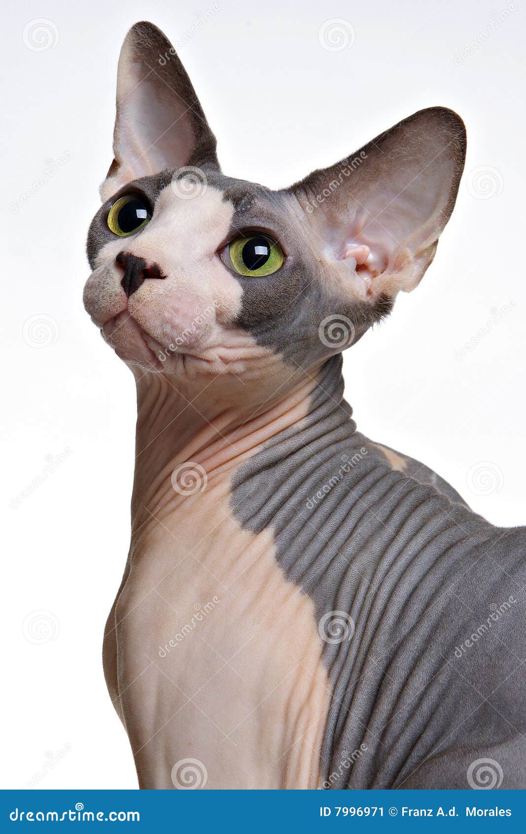 Chat de sphinx image stock. Image du blanc, clé, sphinx - 7996971