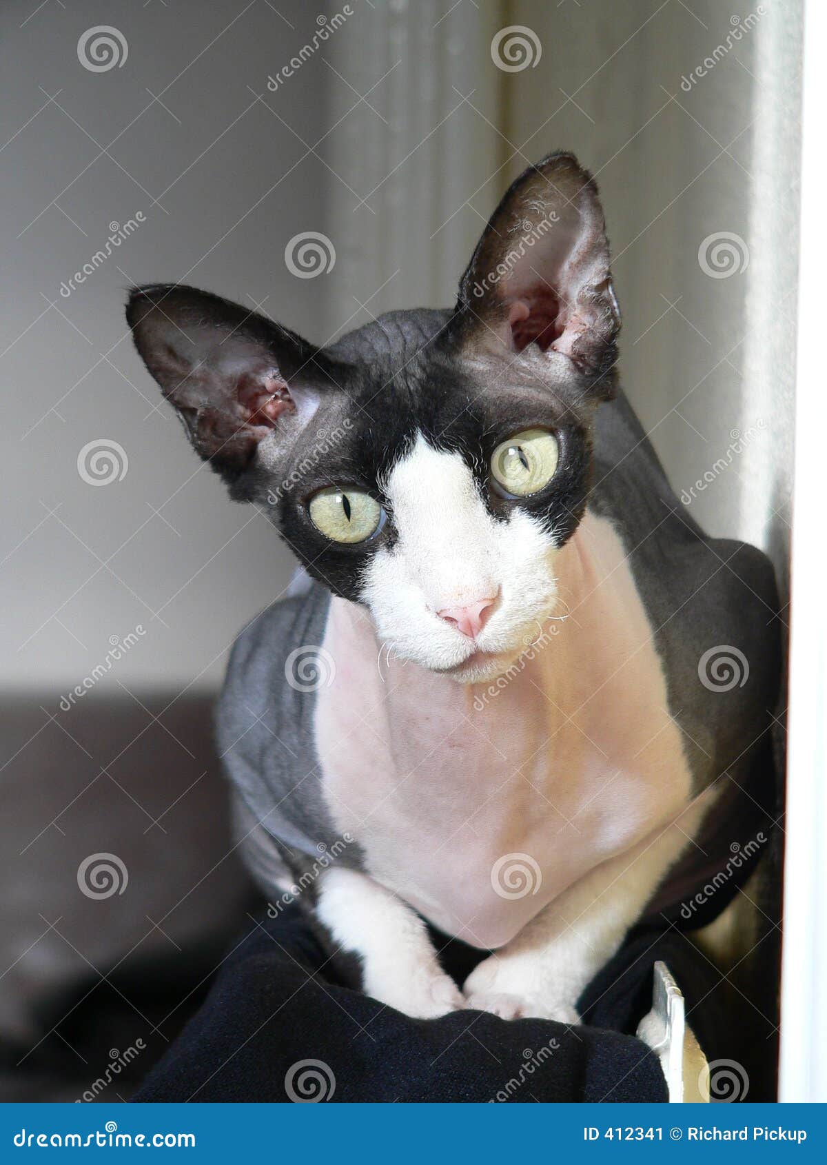 Chat de Sphynx image stock. Image du pets, cheveu, exceptionnel - 412341