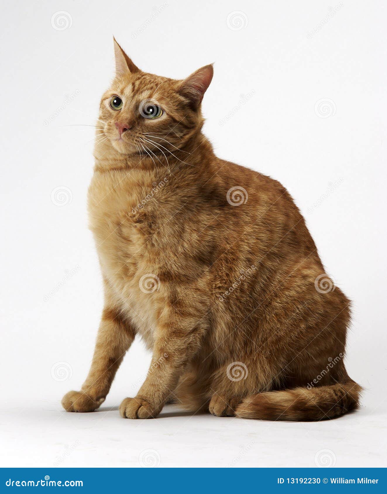 Chat de Tabby orange photo stock. Image du accouplement - 13192230
