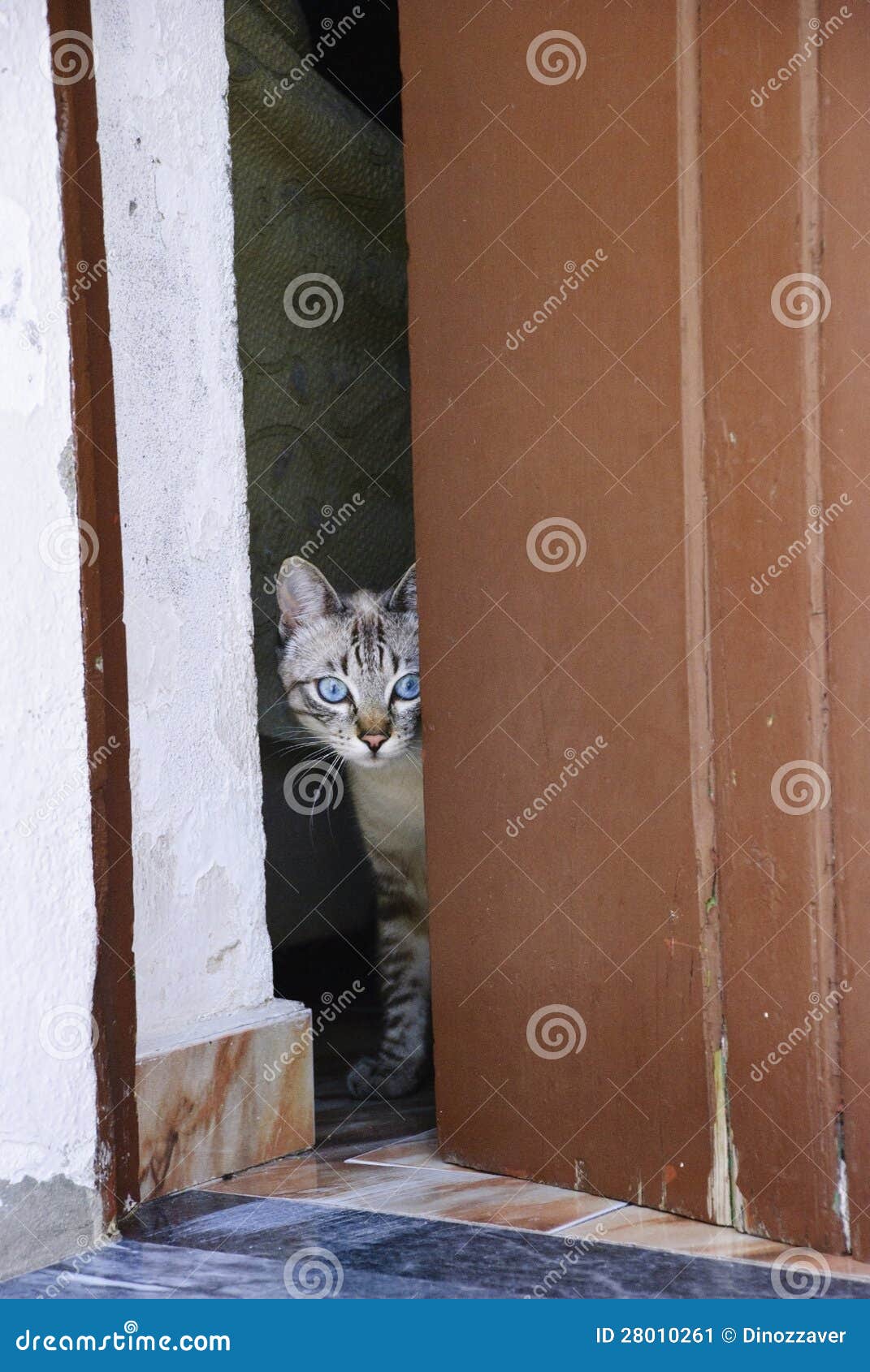 Chat domestique au dor image stock. Image du gris, patte - 28010261