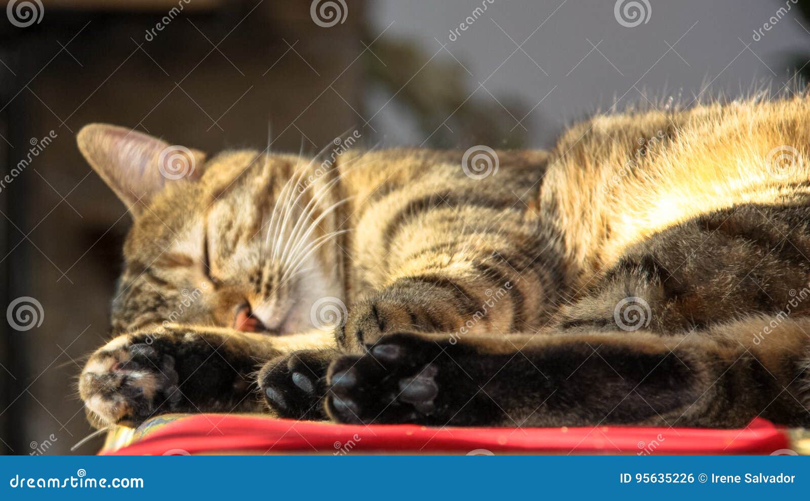 Chat dormant au soleil photo stock. Image du sommeil - 95635226