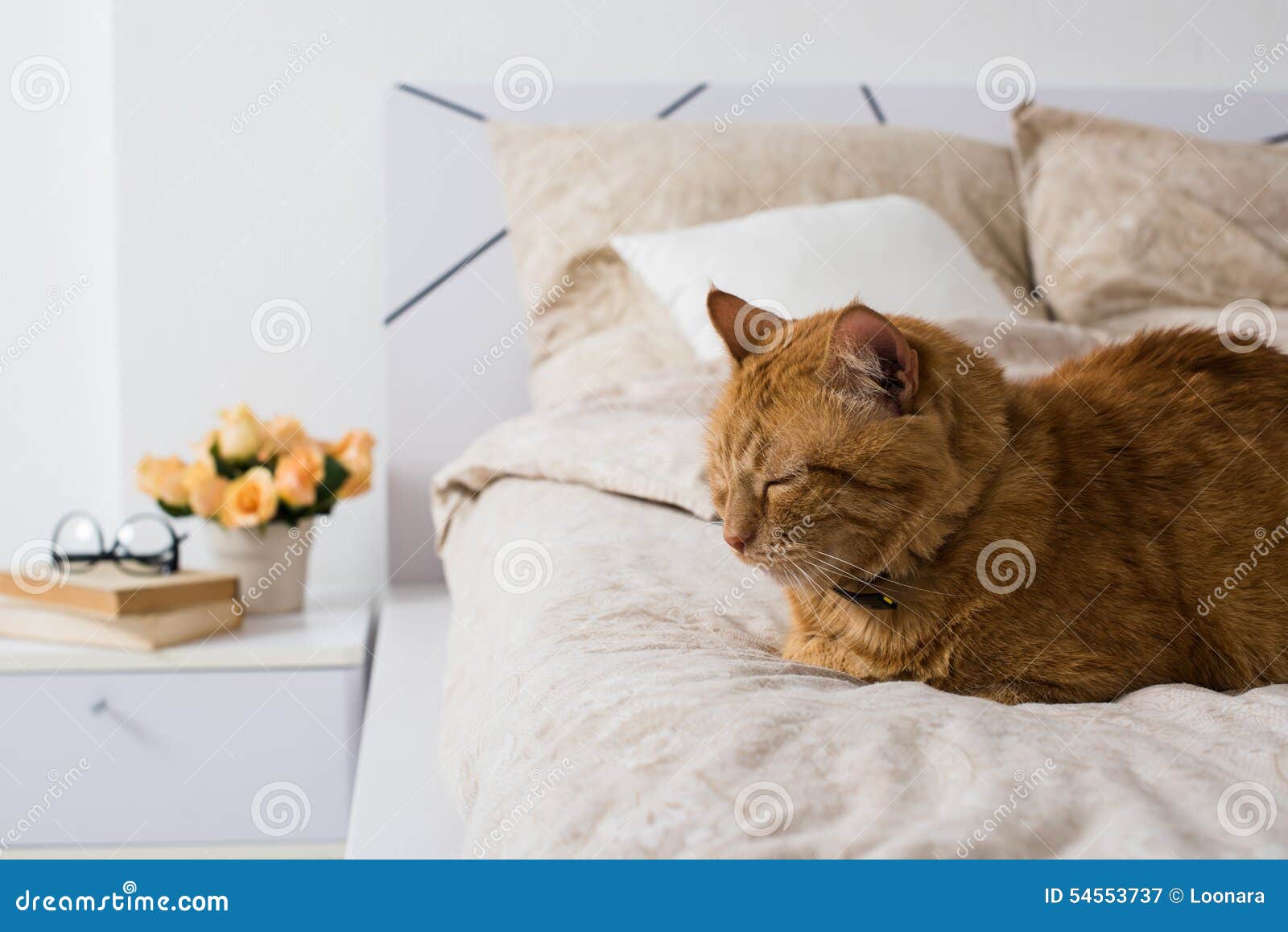 Chat dormant sur un lit image stock. Image du meubles - 54553737