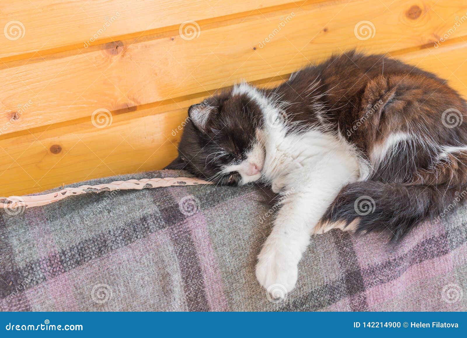 Chat dormant sur un sofa photo stock. Image du mensonge - 142214900