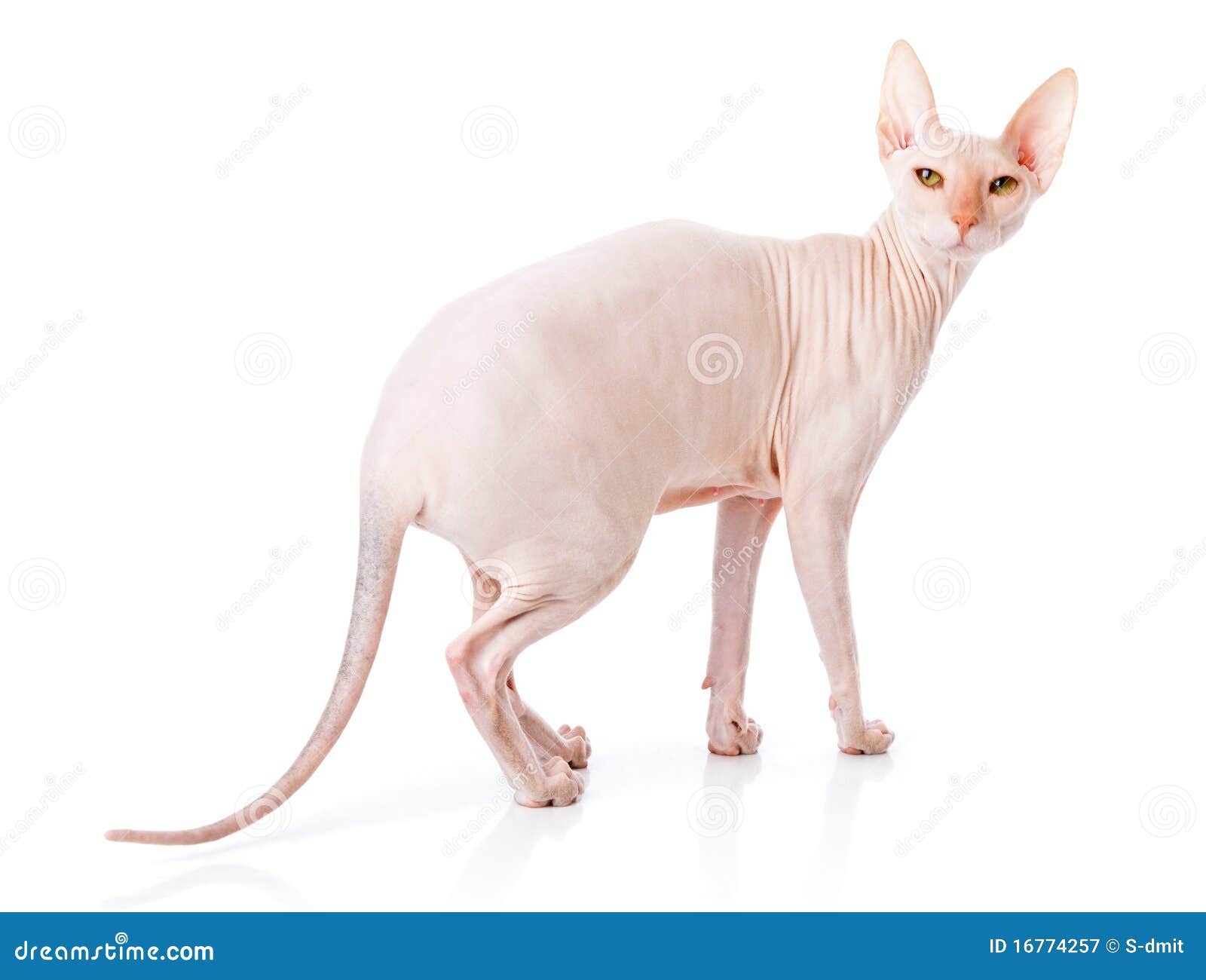 Chat Du Sphinx De Don (DONSPHINX) Image stock - Image du domestique ...