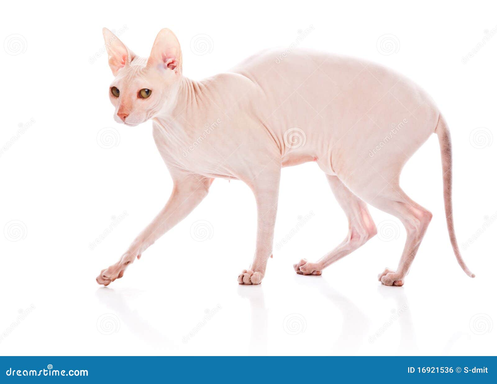 Chat Du Sphinx De Don (DONSPHINX) Photo stock - Image du prédateur ...