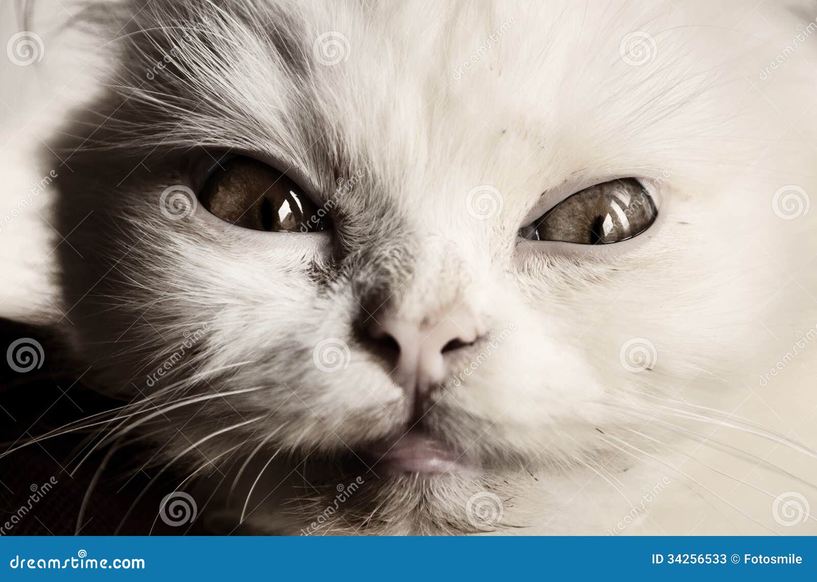 Chat effrayant image stock. Image du chaton, minou, persan - 34256533