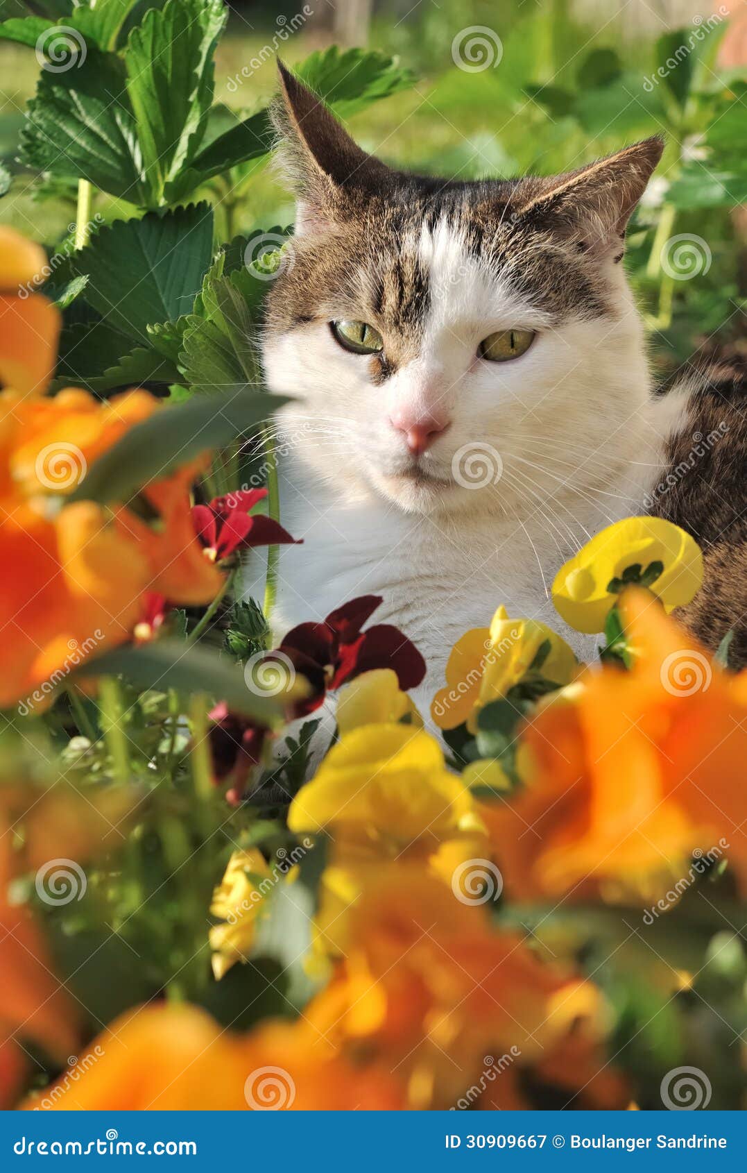 Chat en fleurs image stock. Image du regard, bucolique - 30909667