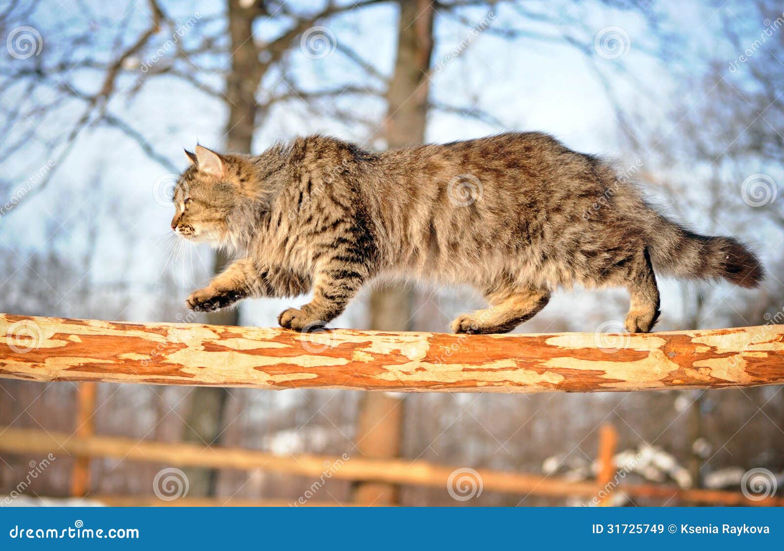 Chat en hiver image stock. Image du patte, froid, nature - 31725749