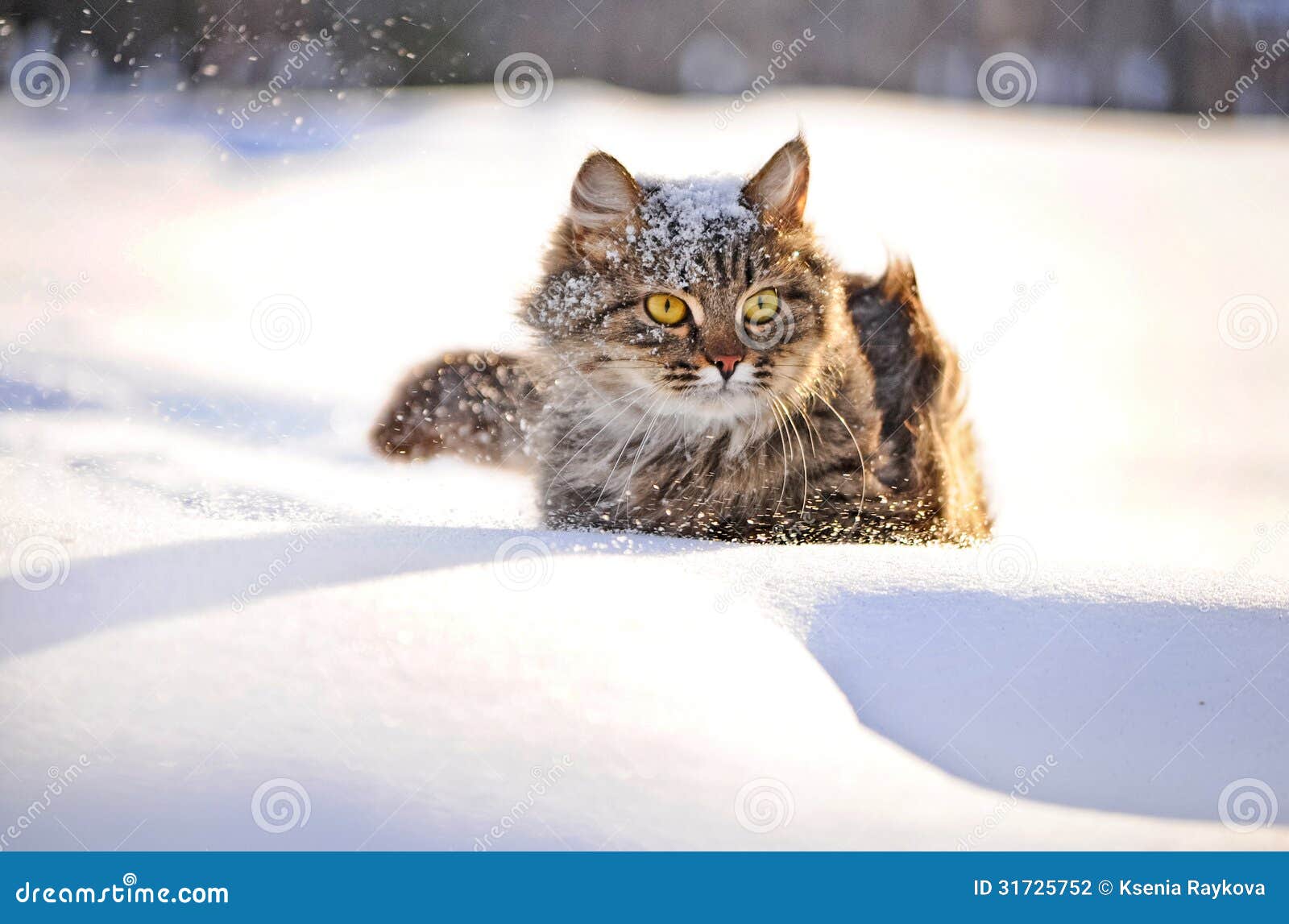 Chat en hiver photo stock. Image du ménage, beau, verticale - 31725752