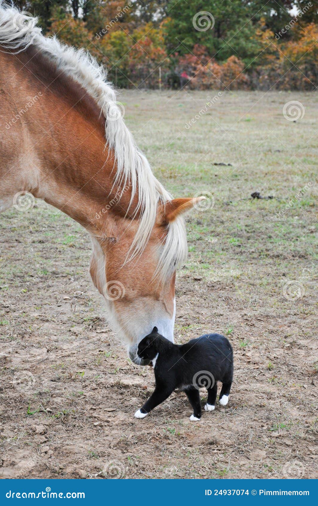Chat et cheval photo stock. Image du équin, géant, hongre - 24937074