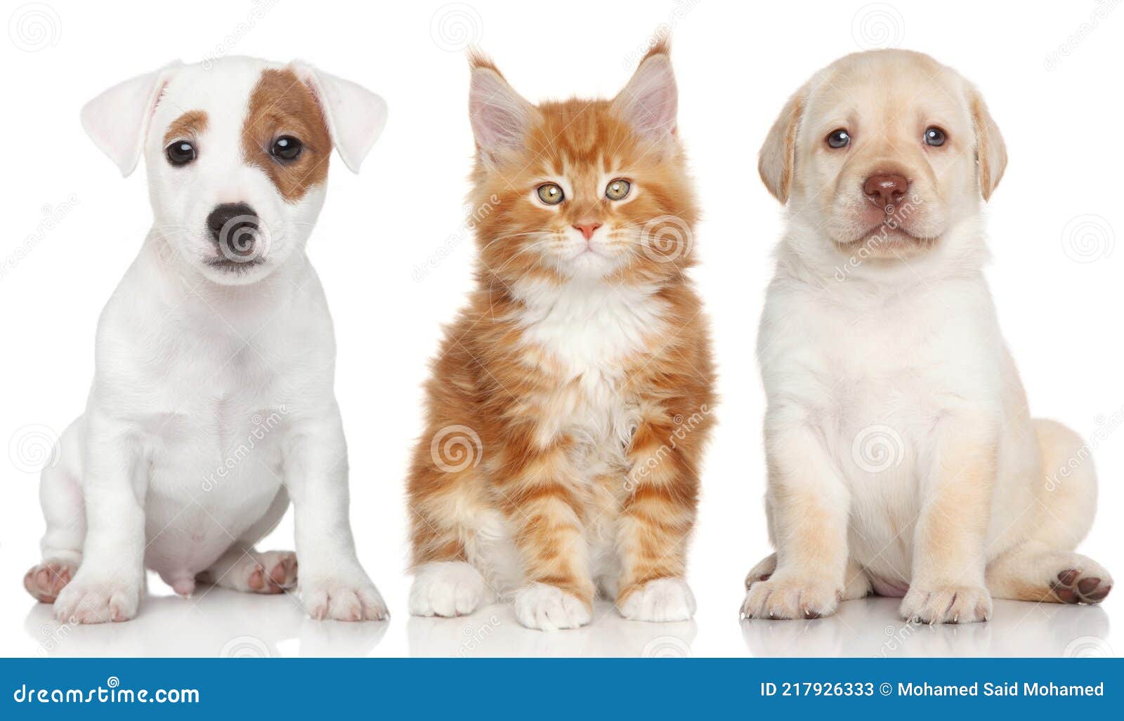 Chat Et Chien Ensemble Sur Fond Blanc Image stock - Image du animaux ...