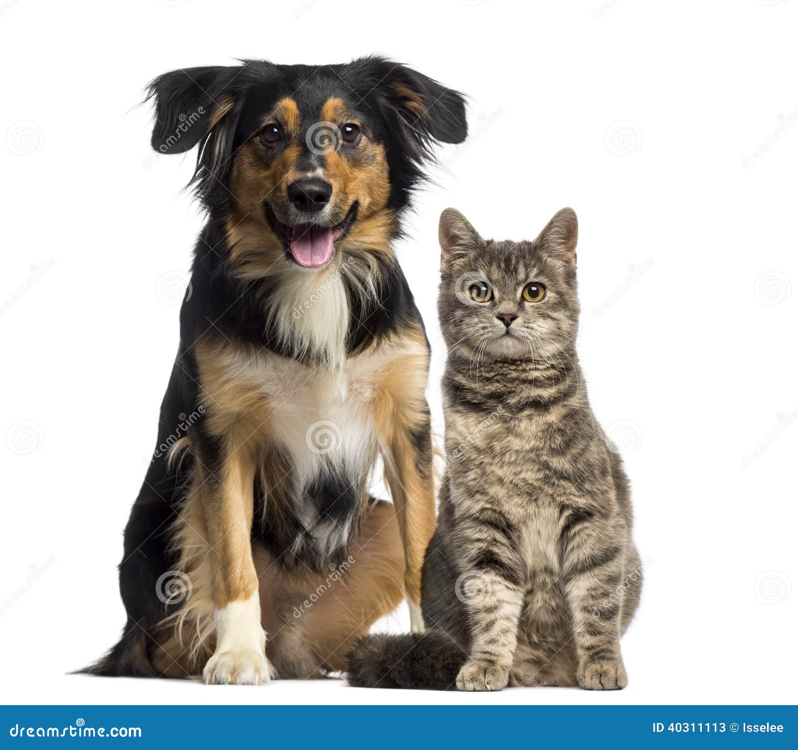 Chat Et Chien Se Reposant Ensemble Image stock - Image du halètement ...