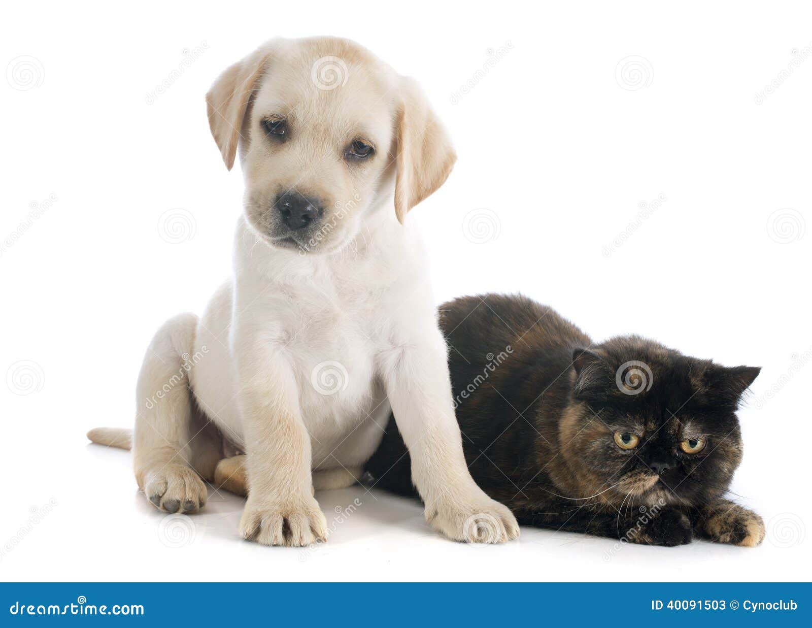 Chat Et Chiot Exotiques De Shorthair Image stock - Image du labrador ...