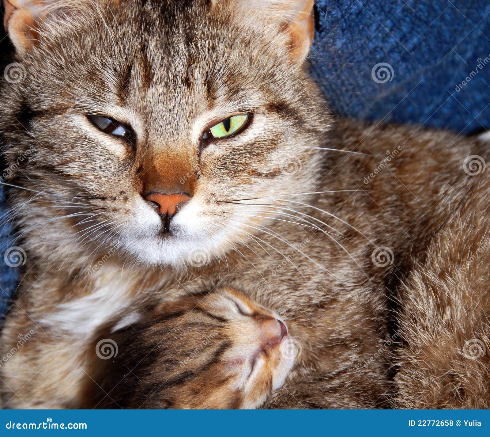 Chat et minou photo stock. Image du animaux, parent, pelucheux - 22772658