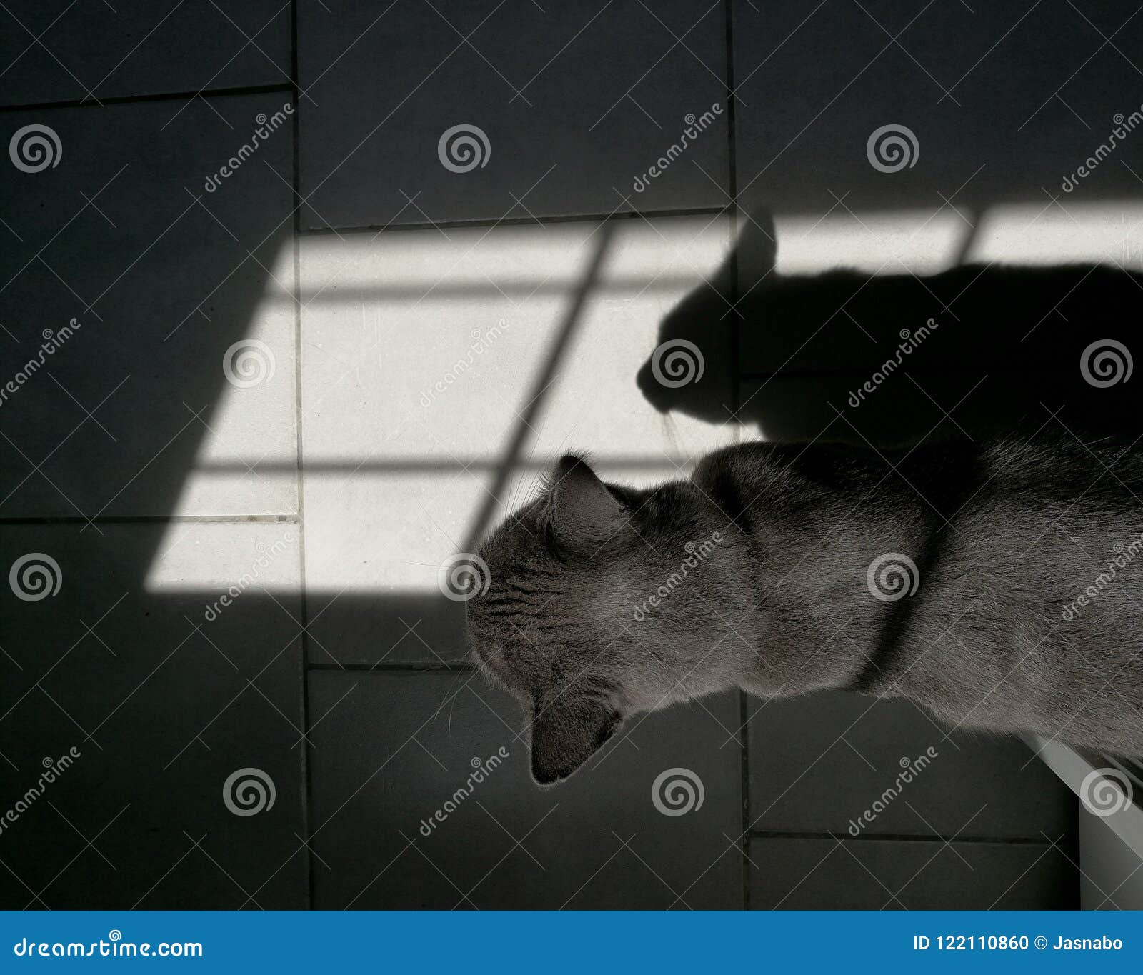 Chat et ombre photo stock. Image du hublot, chat, gris - 122110860