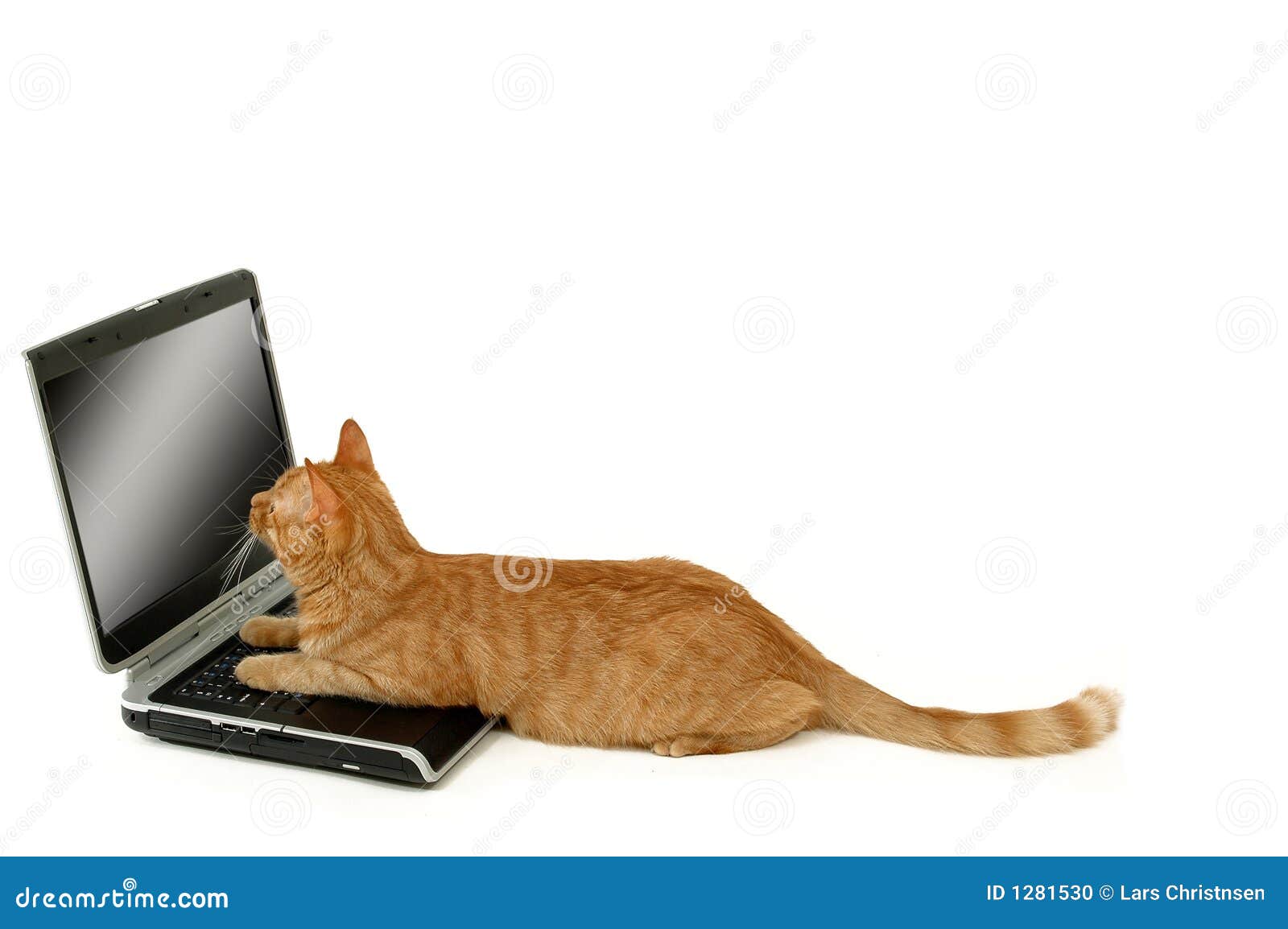 Chat Et Ordinateur Portatif Photo stock - Image du mignon, boutons: 1281530