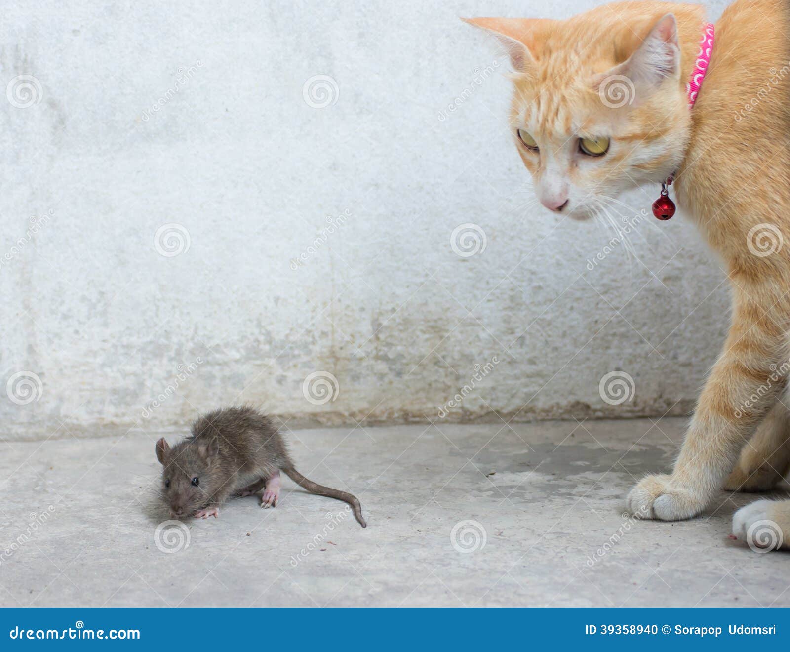 Chat Et Rat Oranges De Chasse Photo stock - Image du nature, victime ...
