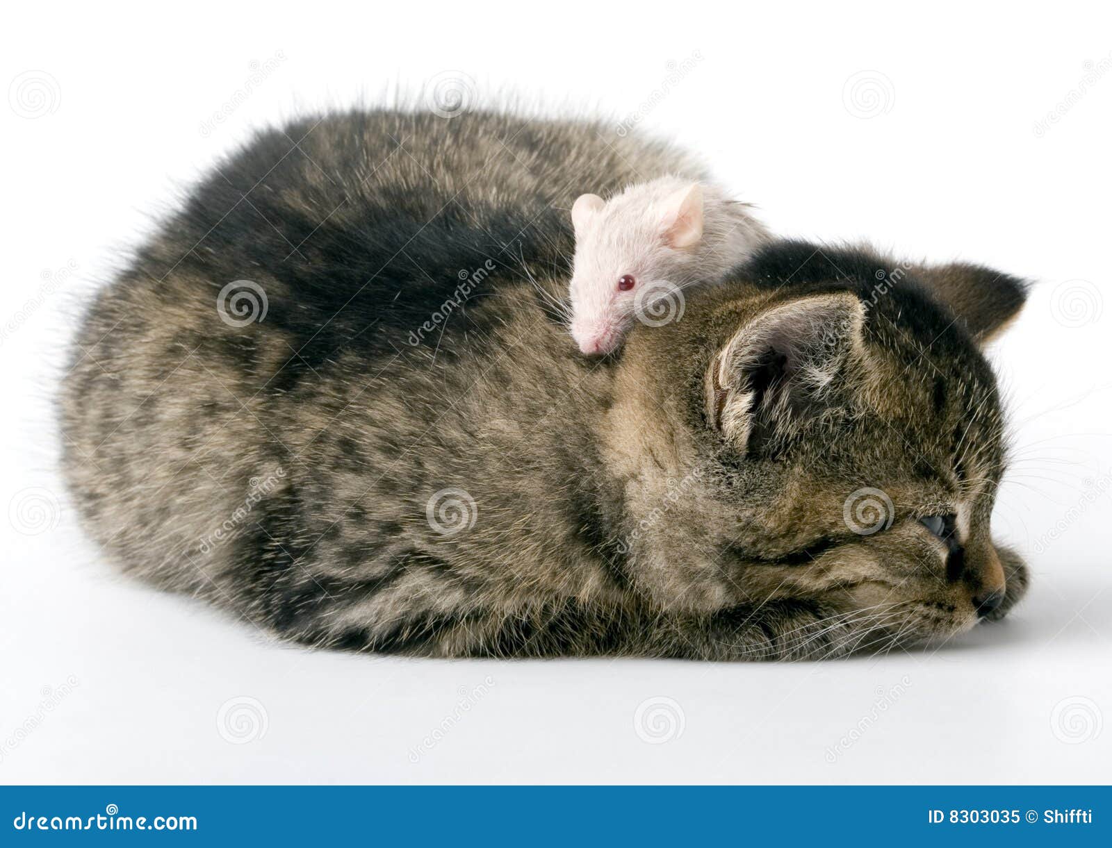 Chat et souris image stock. Image du rongeur, mignon, chat - 8303035