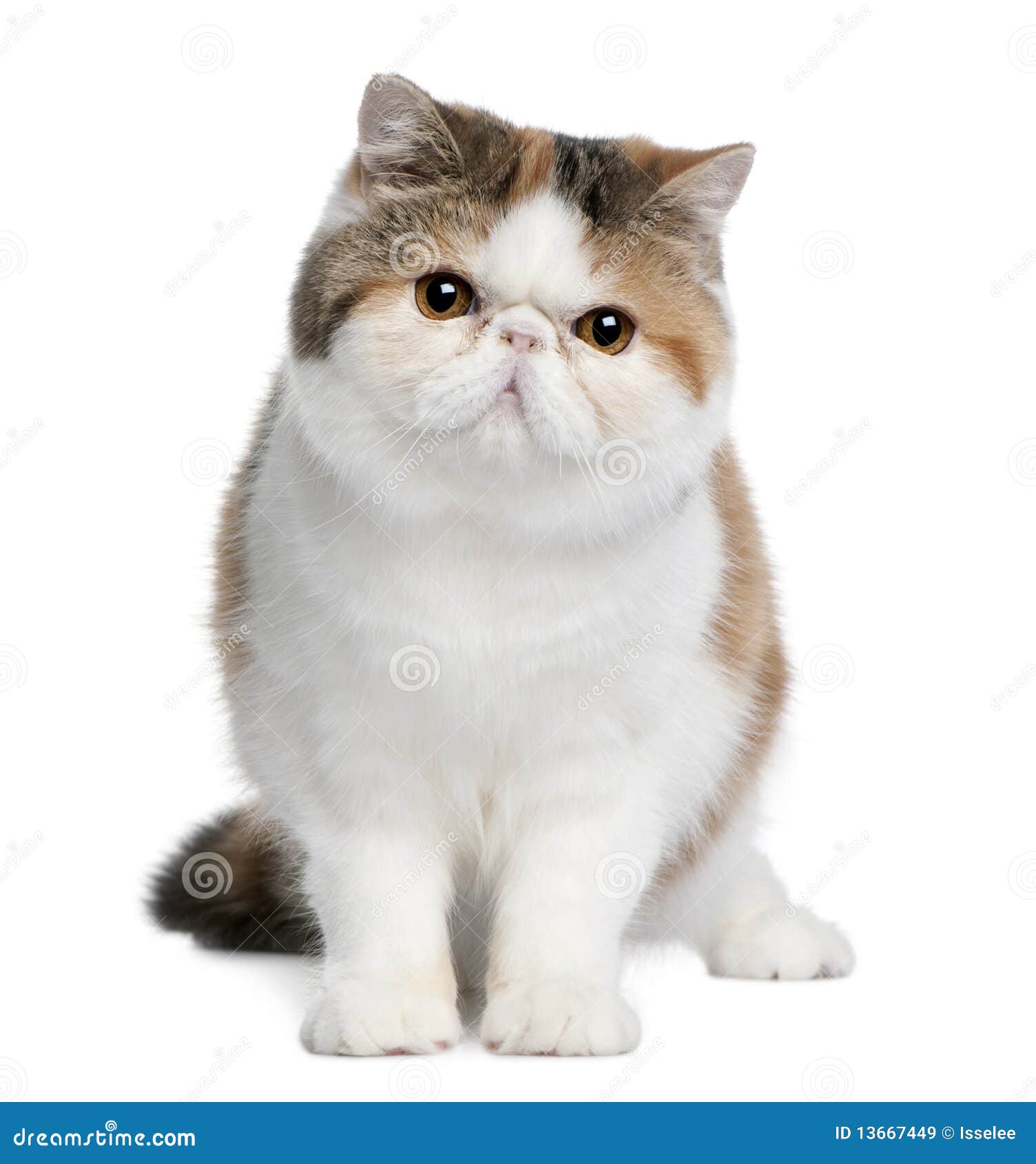 Chat Exotique De Shorthair, 8 Mois Image stock - Image du attentif ...