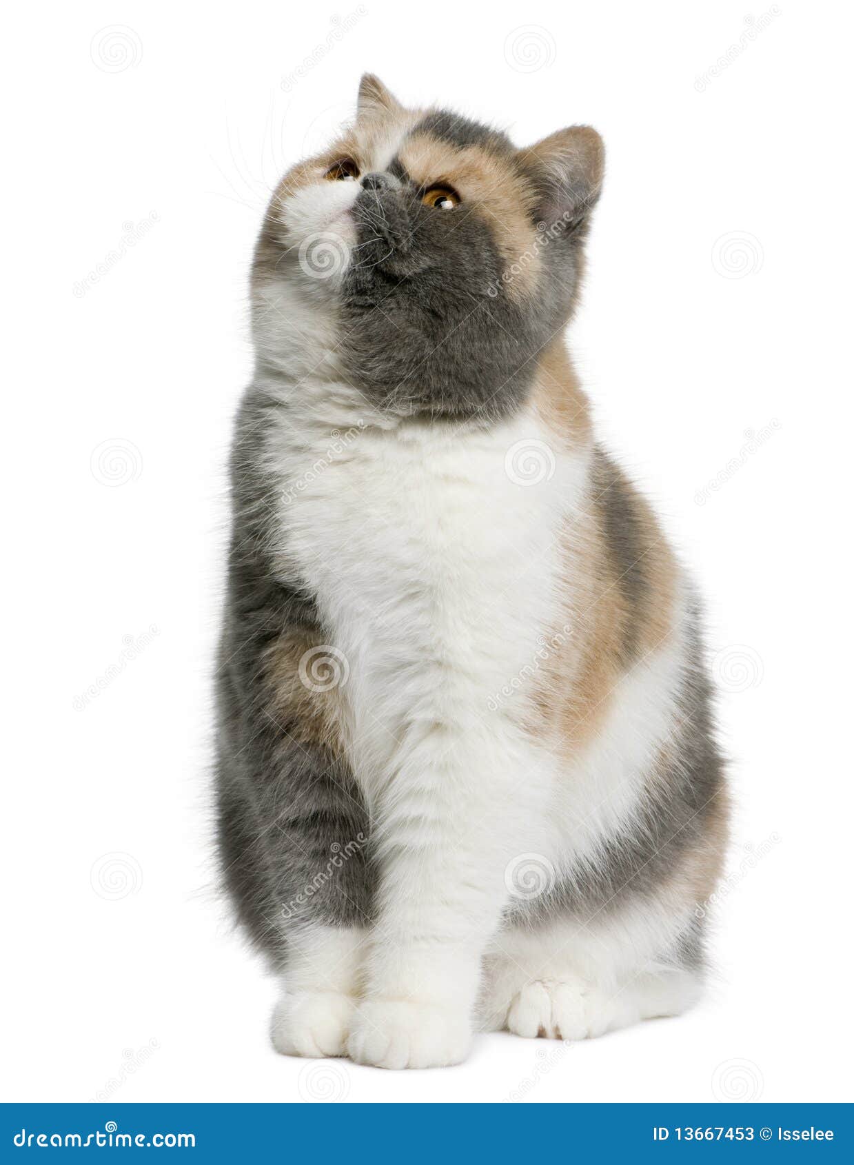 Chat Exotique De Shorthair, 8 Mois Image stock - Image du fond, coupure ...