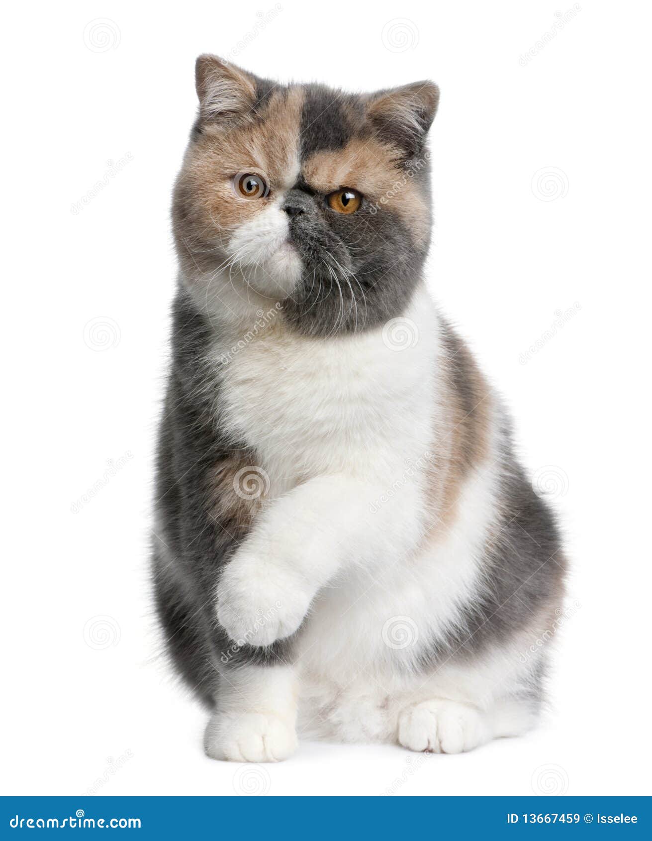 Chat Exotique De Shorthair, 8 Mois Image stock - Image du isolement ...