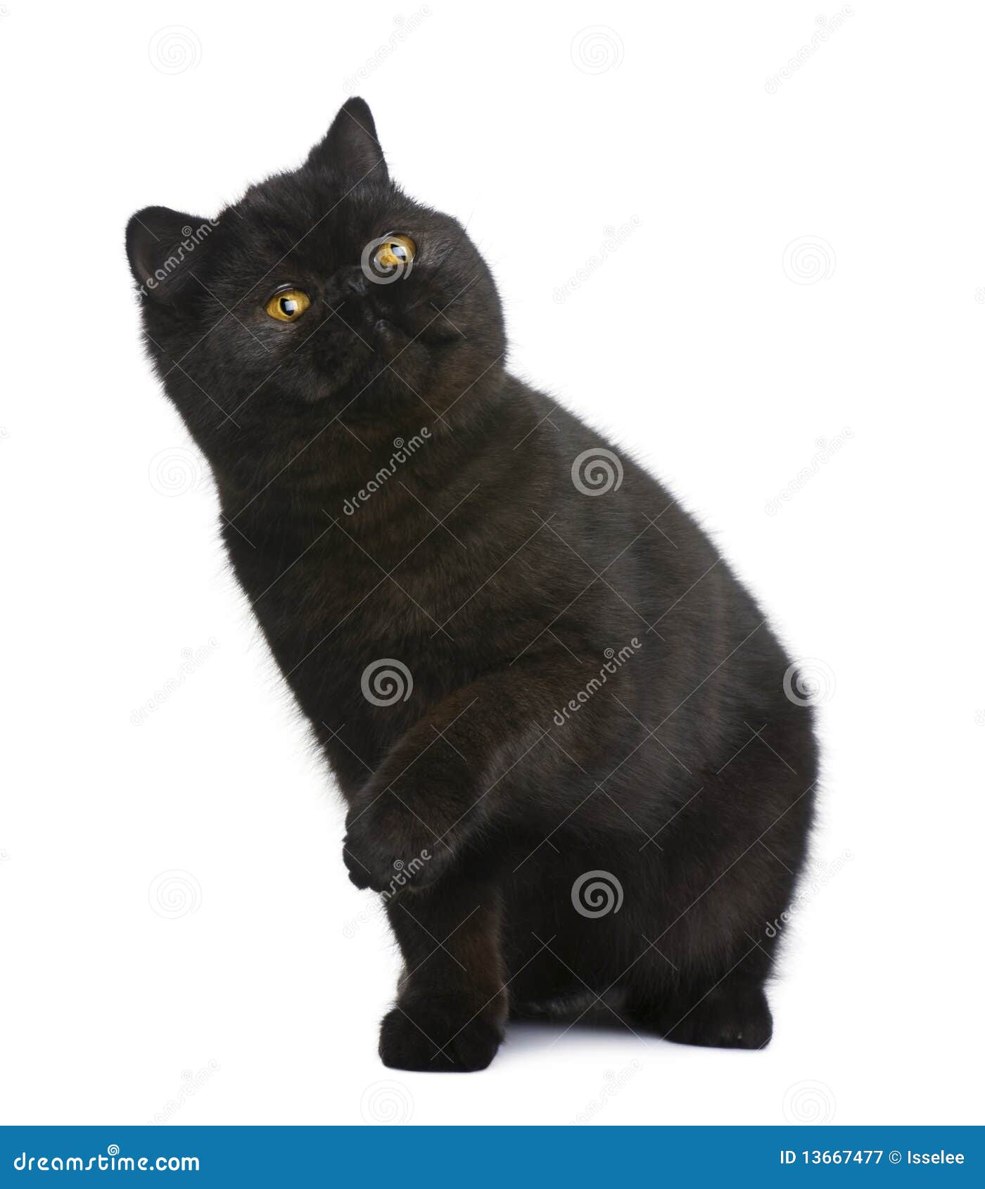 Chat Exotique De Shorthair, 8 Mois Image stock - Image du over ...