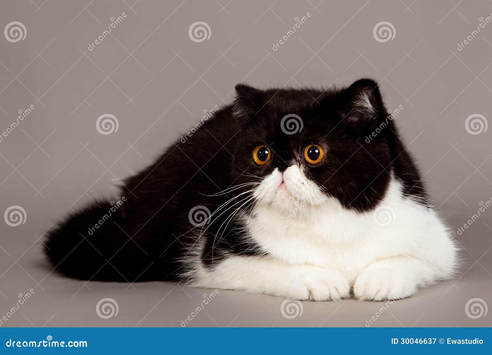 Chat Exotique De Shorthair. Chat Persan Image stock - Image du alerte ...