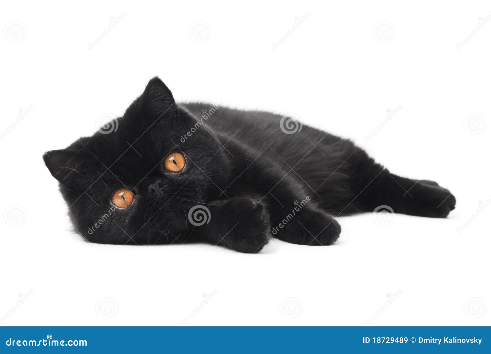Chat Exotique Noir De Minou De Shorthair Image stock - Image du minou ...