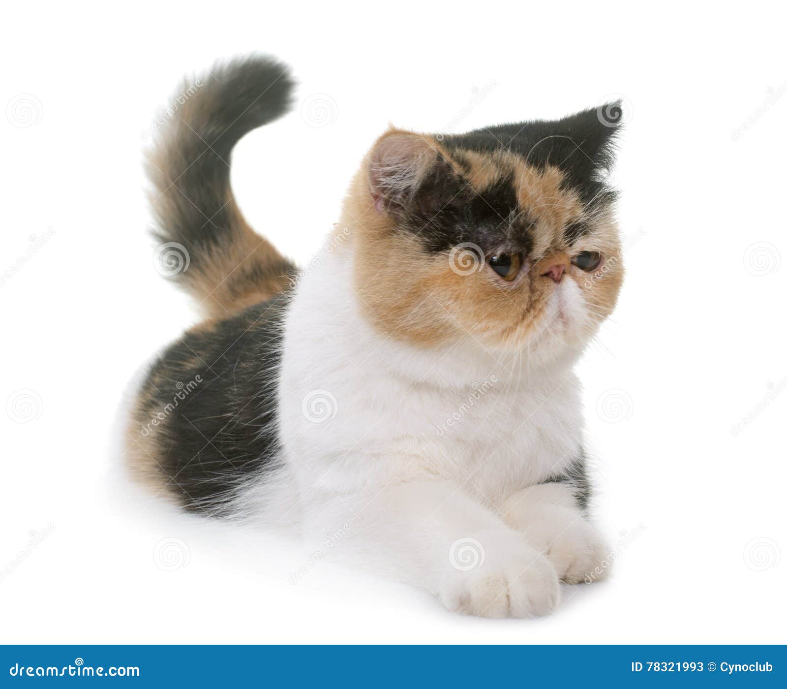 Chat Exotique Tricolore De Shorthair Image stock - Image du persan ...