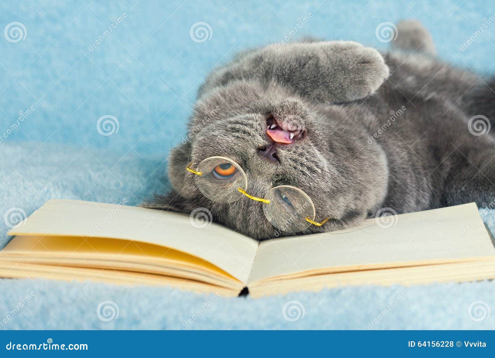 Chat fatigué du travail photo stock. Image du personnel - 64156228