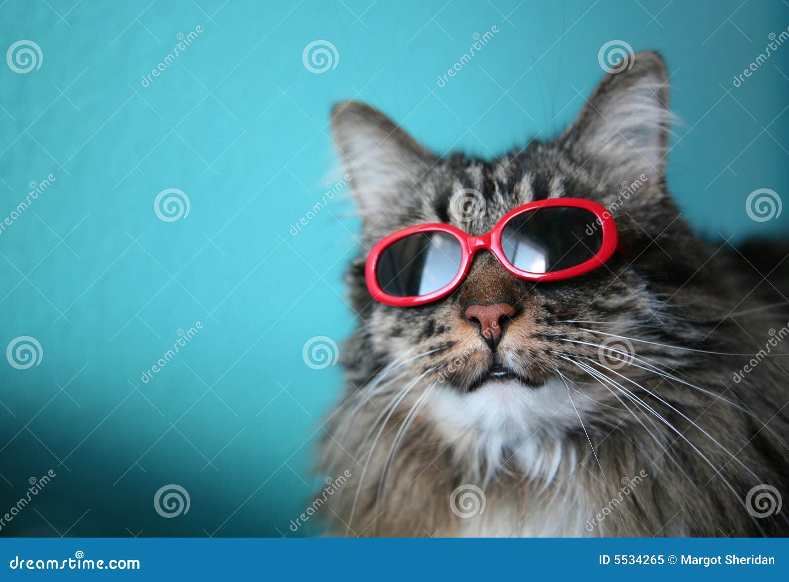 Chat Frais Avec Des Nuances Image stock - Image du amusement, ridicule ...