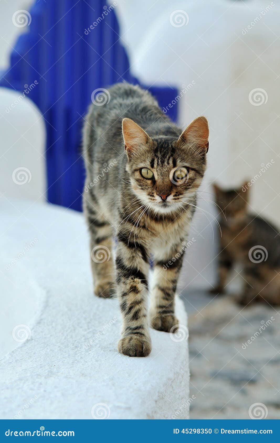 Chat Grèce photo stock. Image du grec, soleil, grèce - 45298350