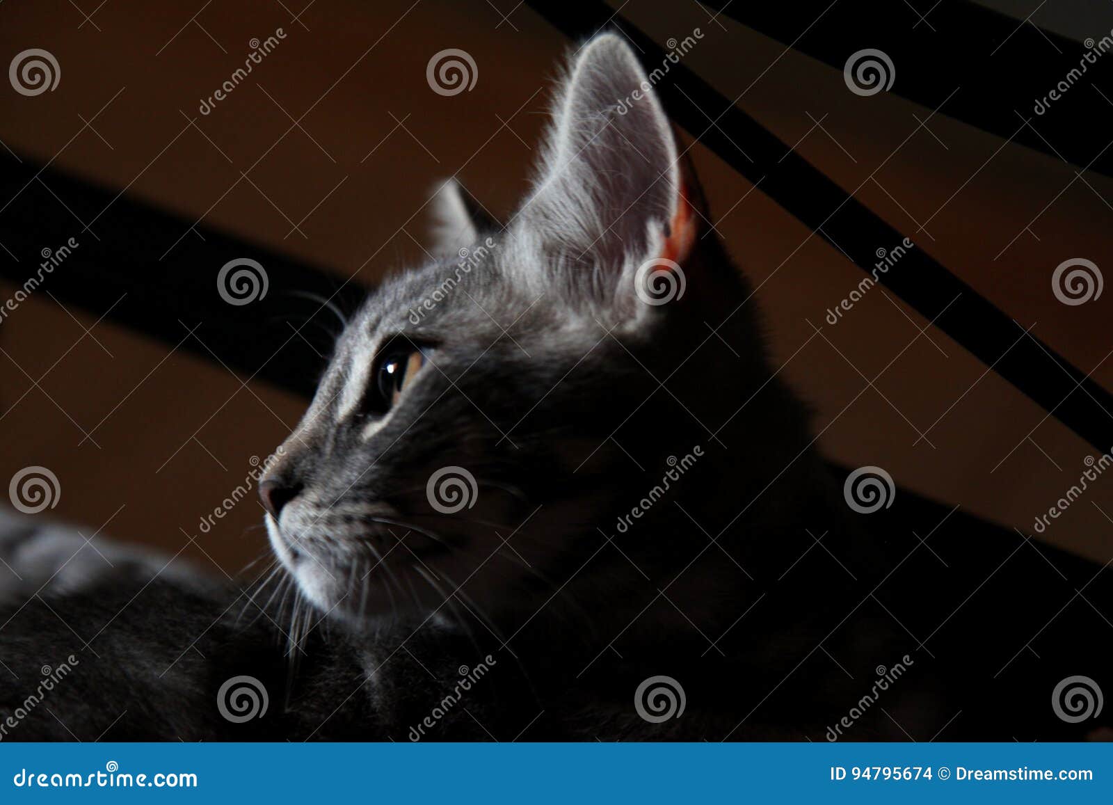 Chat Gris Avec Les Yeux D'or Photo stock - Image du regard, visage ...