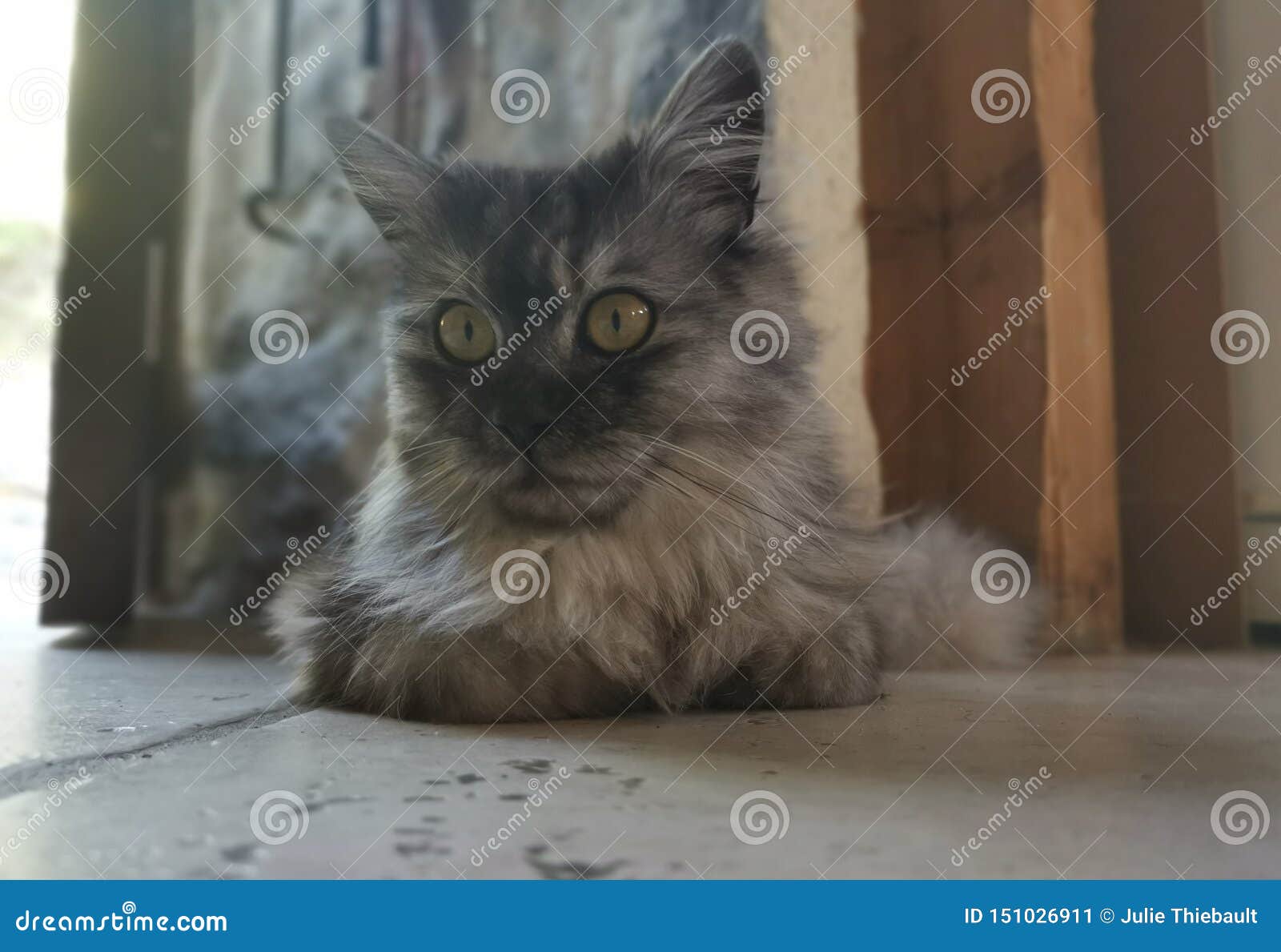 Chat gris cat Grey stock image. Image of persian, grey - 151026911