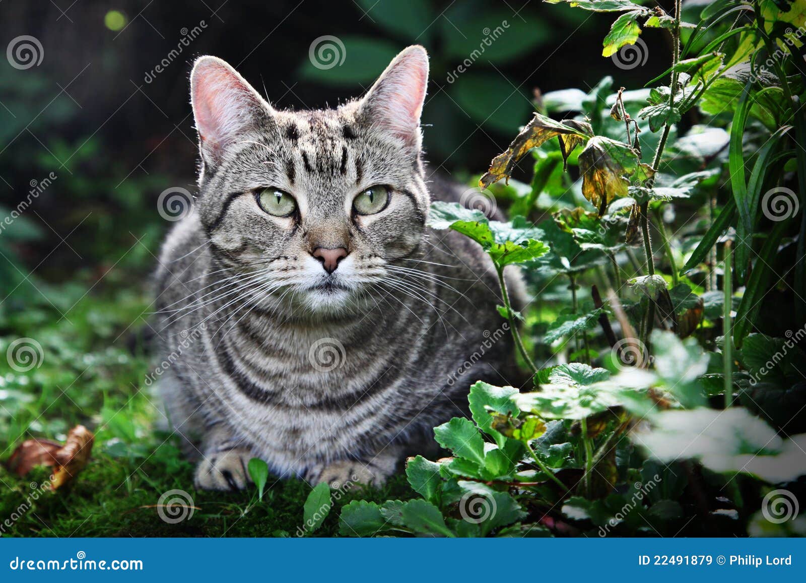 Chat gris dans l'herbe image stock. Image du herbe, alerte - 22491879