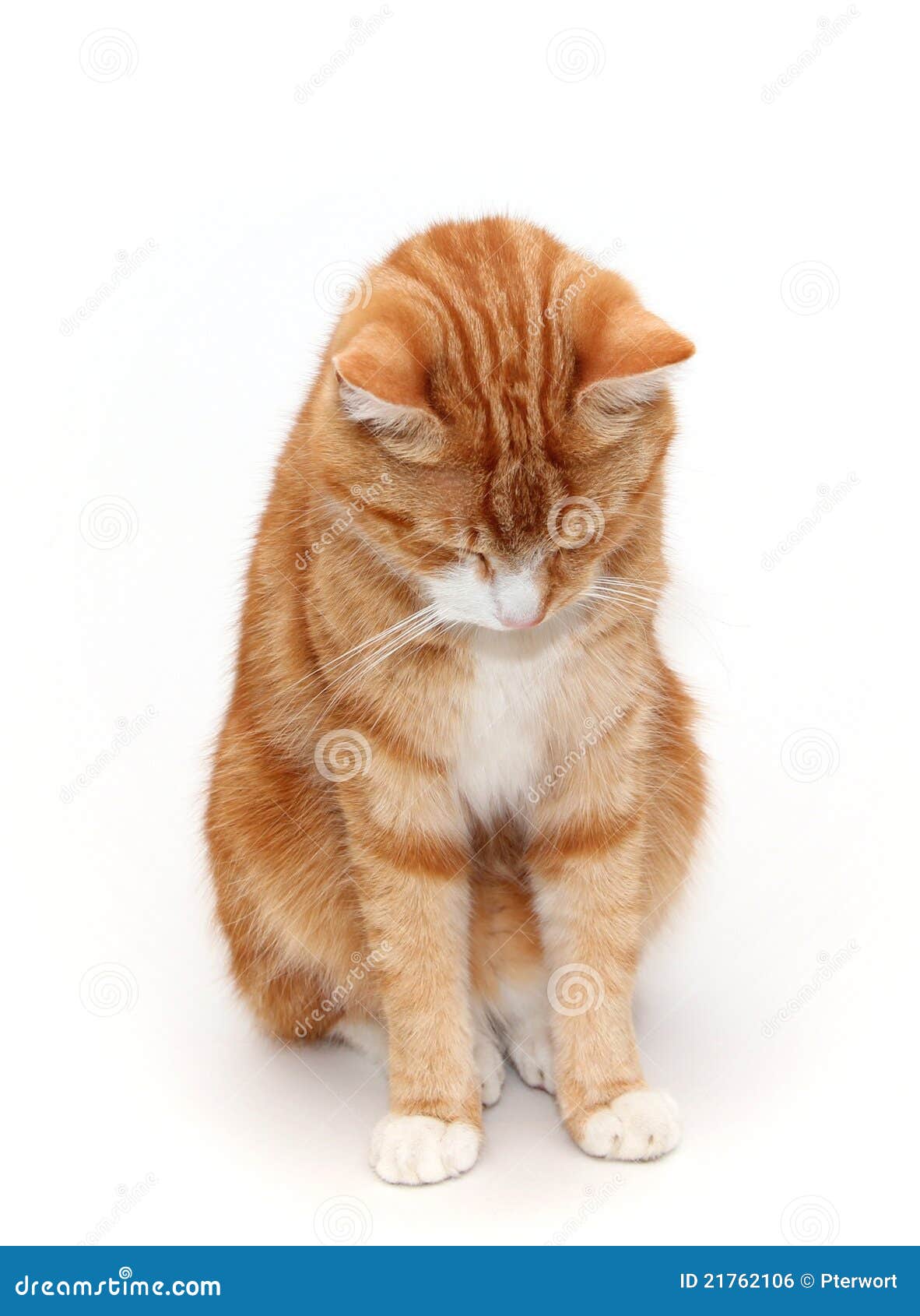 Chat honteux photo stock. Image du mignon, cheveu, animal - 21762106