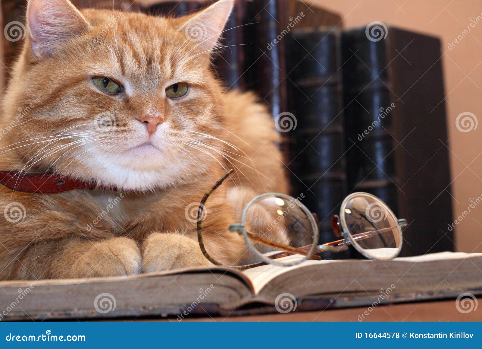Chat intelligent photo stock. Image du lecteur, science - 16644578