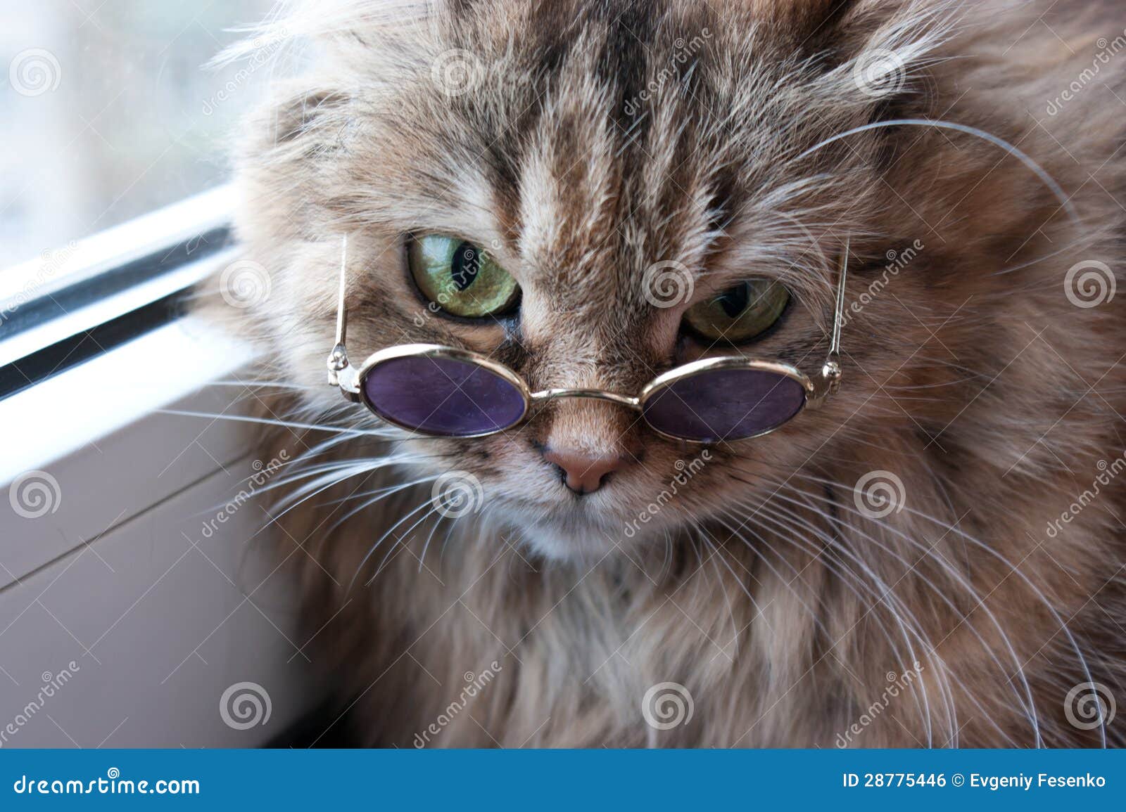 Chat intelligent en glaces photo stock. Image du glaces - 28775446